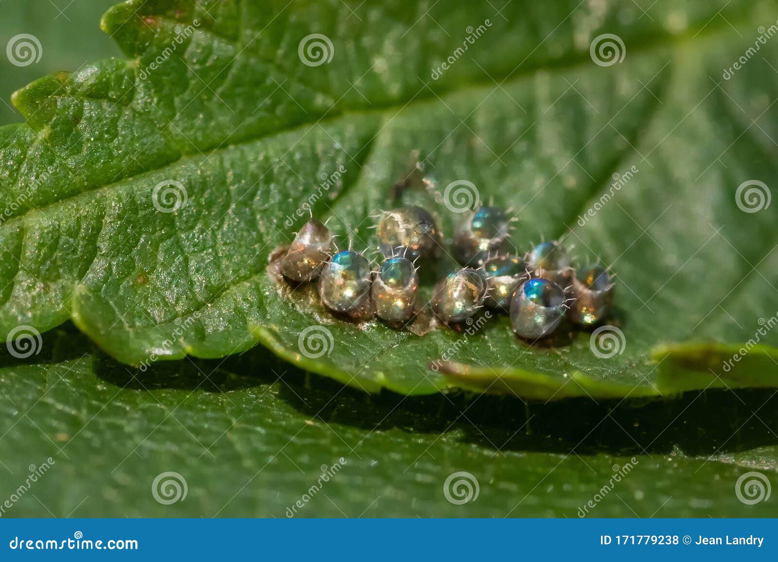 Beautiful Bug eggs on leaf stock photo. Image of closeup - 171779238
