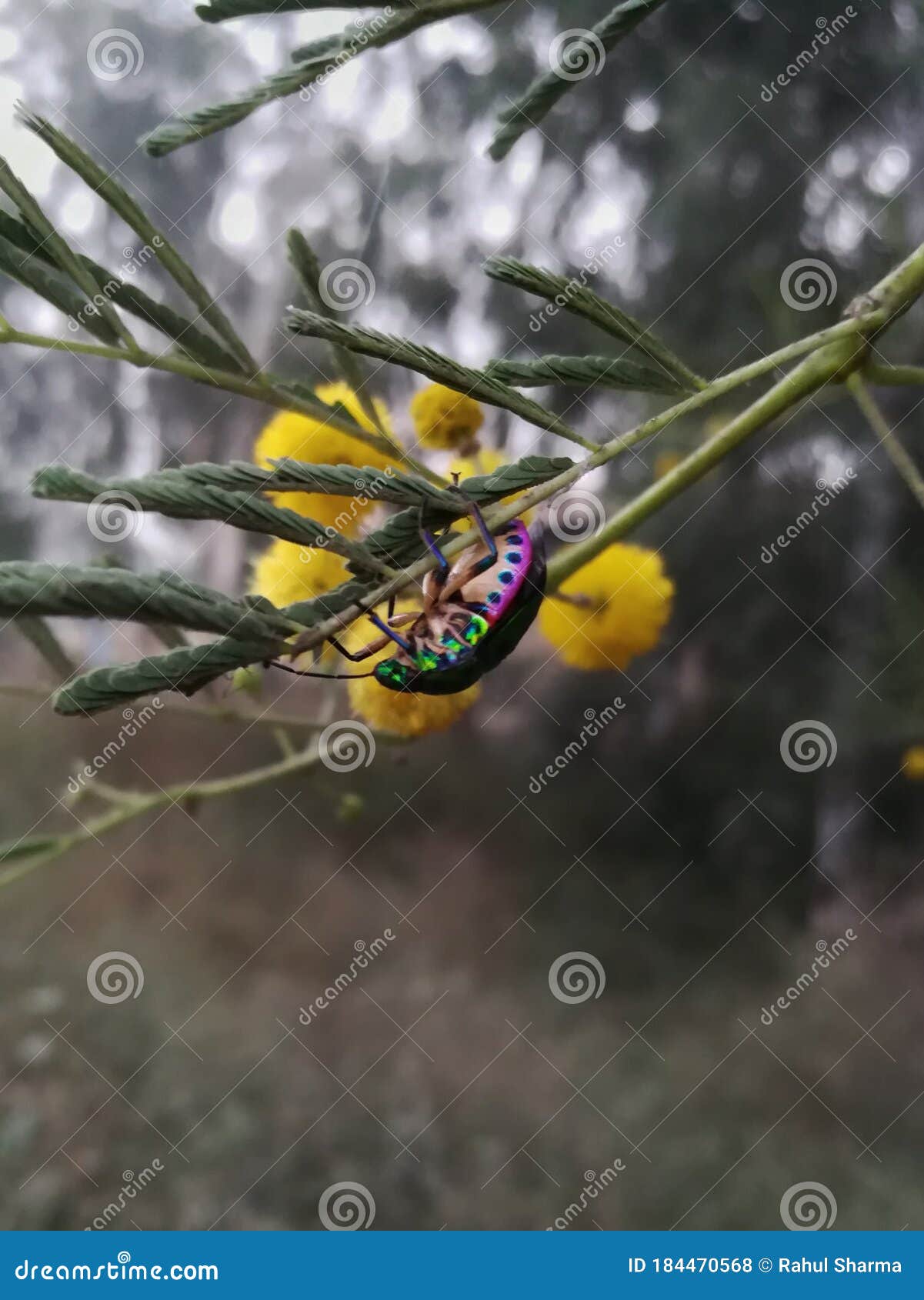 Beautiful Bug / Insect in Indian Forest Stock Photo - Image of wildlife ...