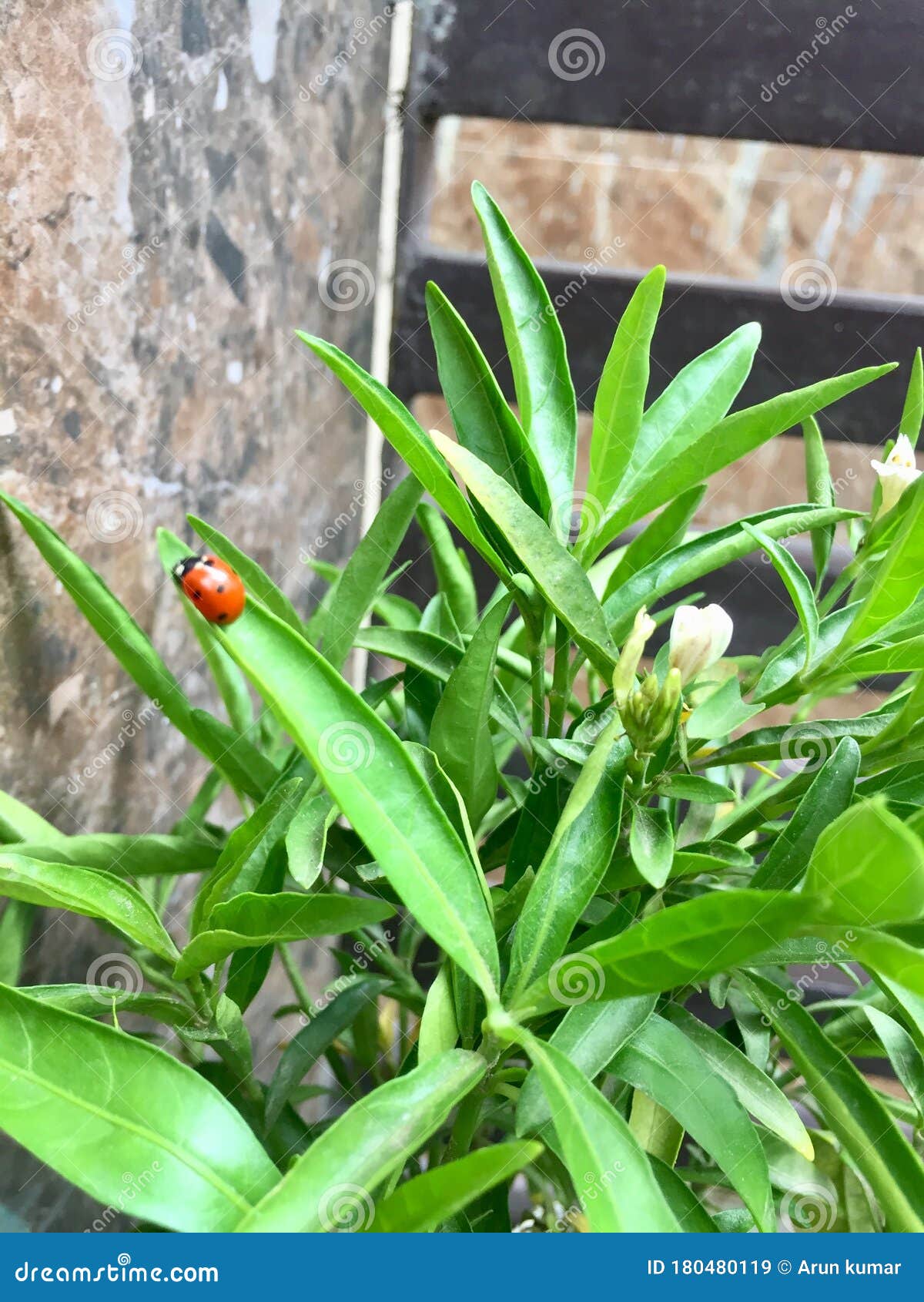 Beautiful Bug and Jasmine Flowers Stock Image - Image of beautiful ...