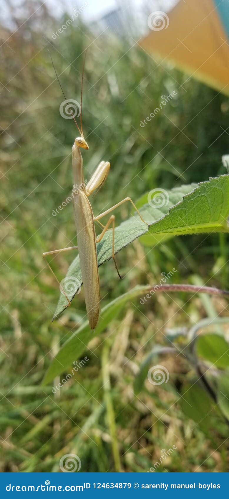 Praying mantis stock image. Image of plant, mantis, praying - 124634879