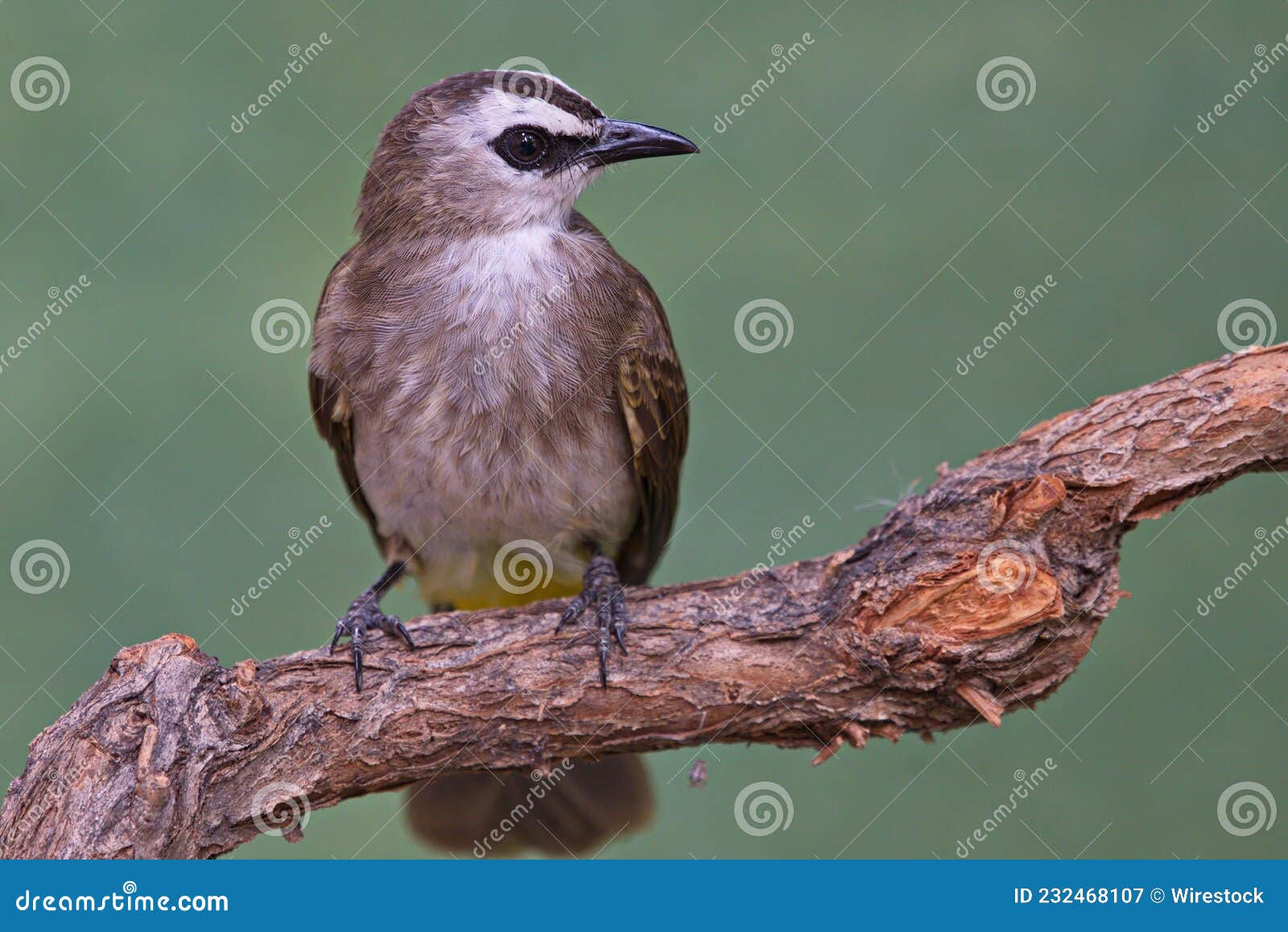Beautiful bulbul birds stock image. Image of blue, color - 232468107