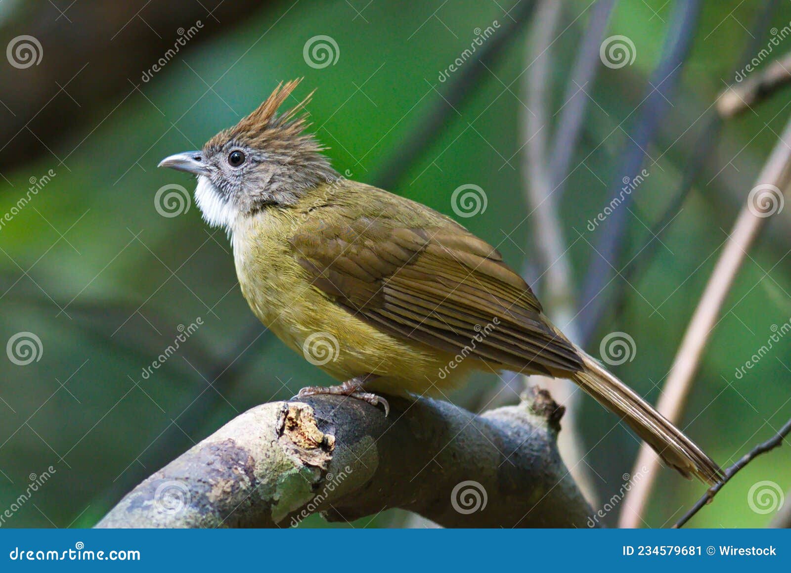 Beautiful bulbul birds stock image. Image of perched - 234579681