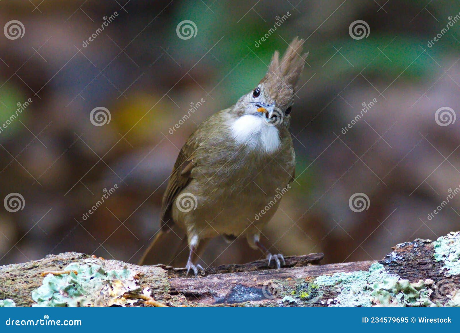 Beautiful bulbul birds stock image. Image of ornithology - 234579695