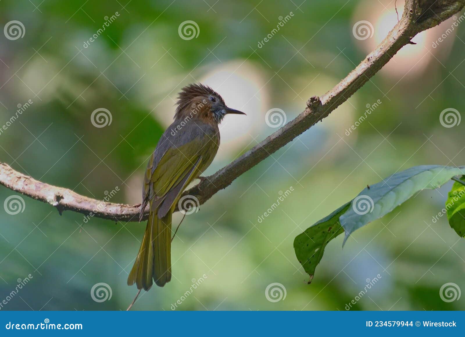 Beautiful bulbul birds stock photo. Image of eater, color - 234579944