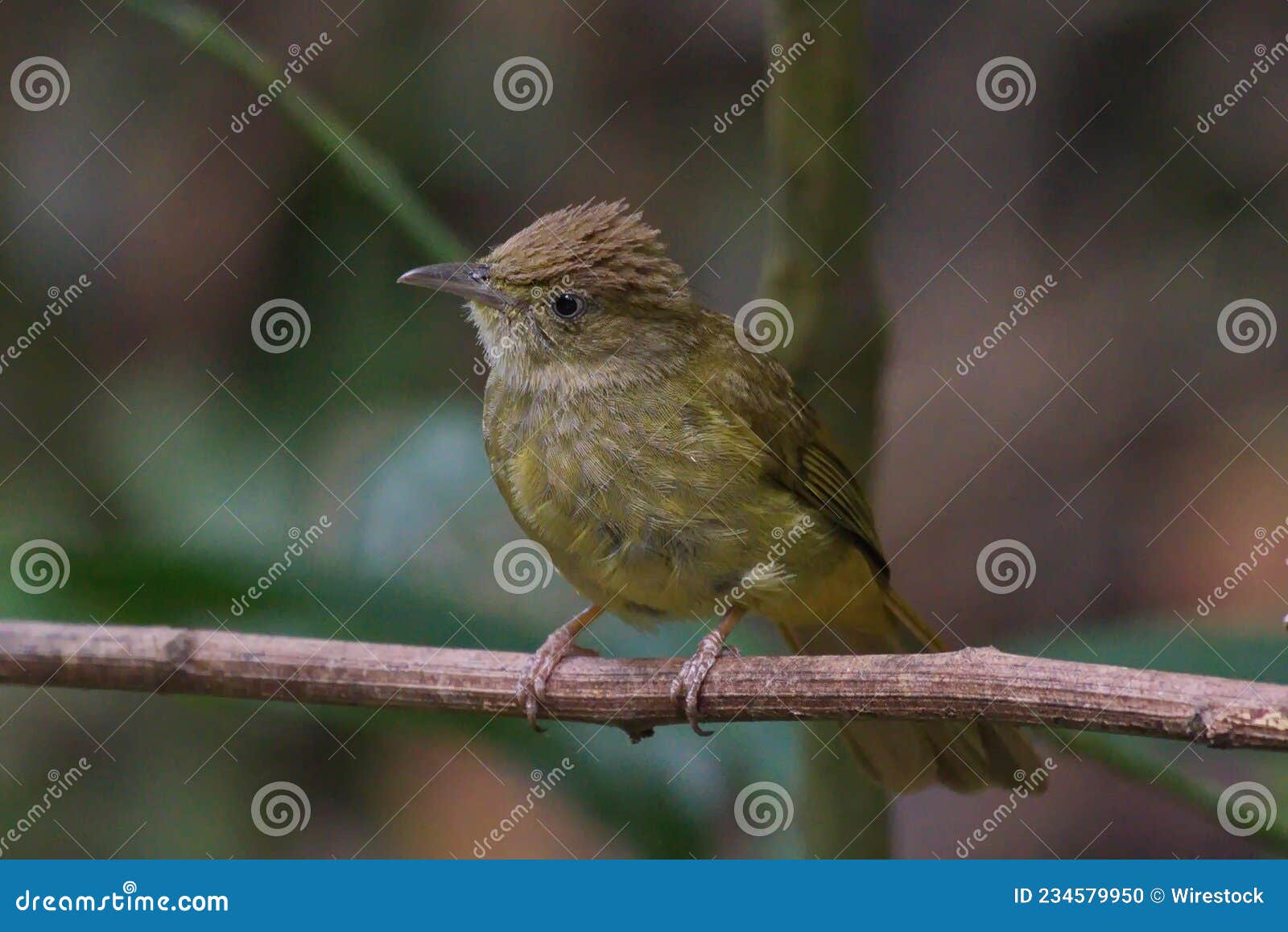 Beautiful bulbul birds stock photo. Image of sitting - 234579950