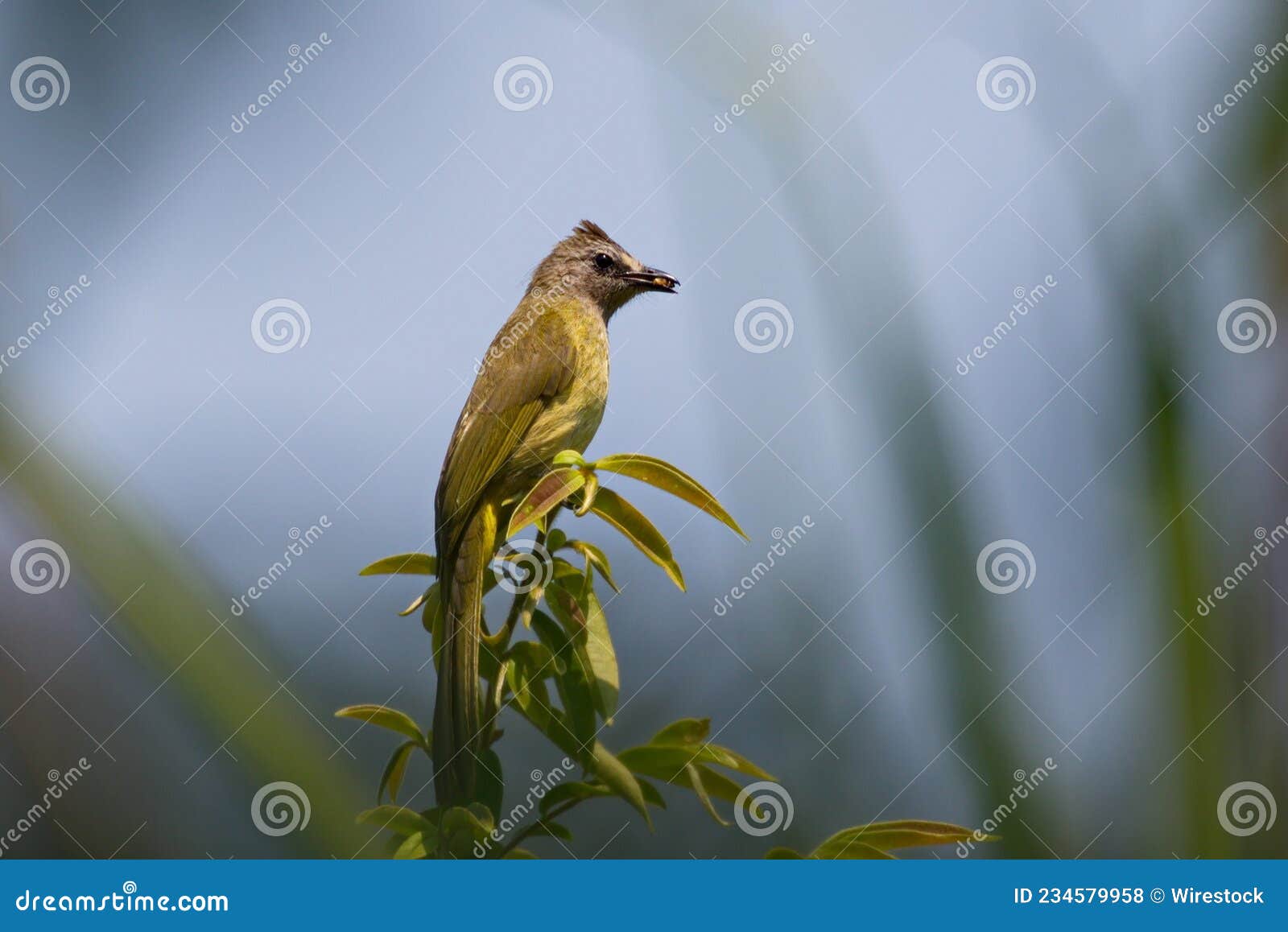 Beautiful bulbul birds stock photo. Image of outdoors - 234579958