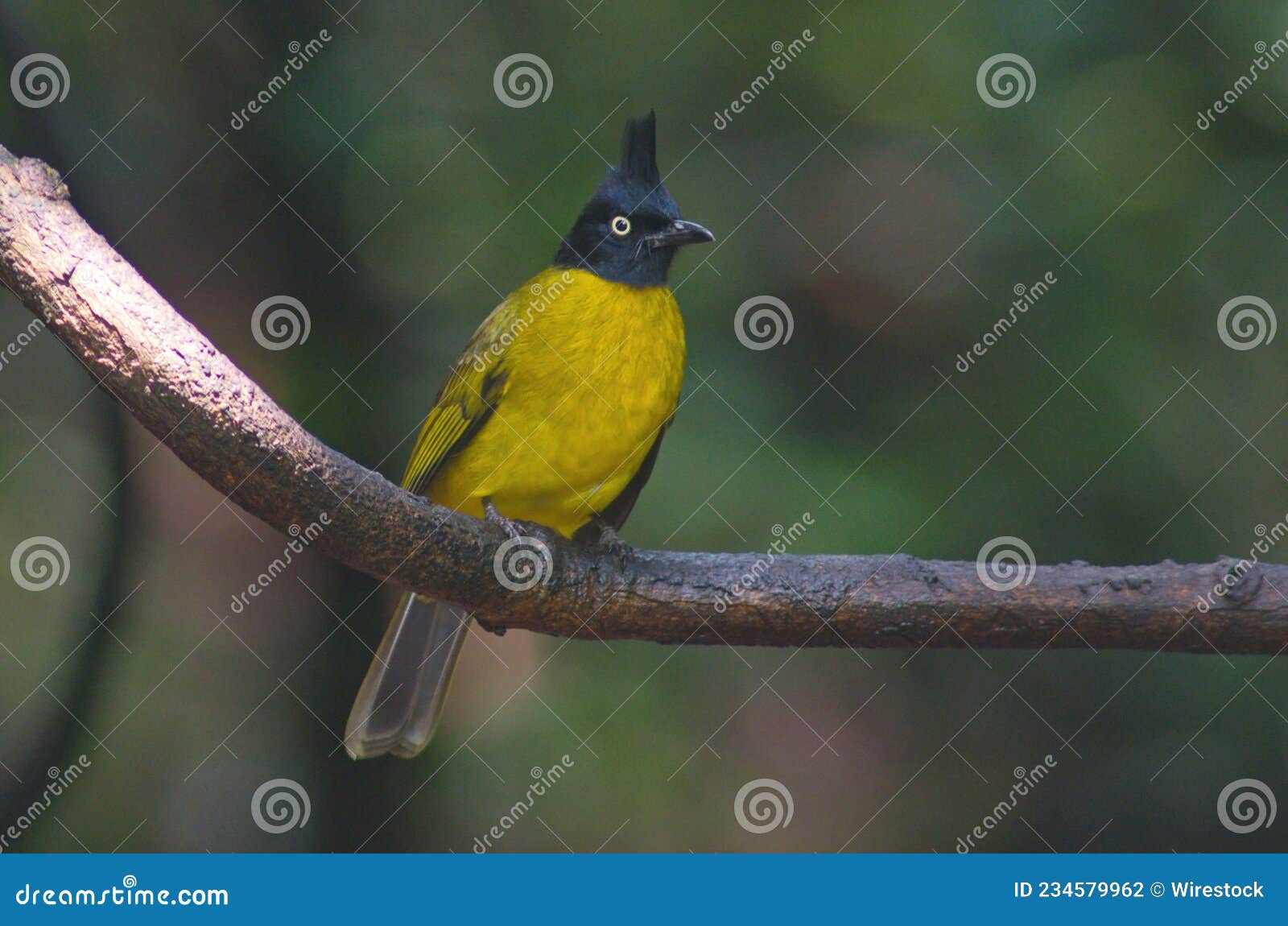 Beautiful bulbul birds stock photo. Image of colorful - 234579962