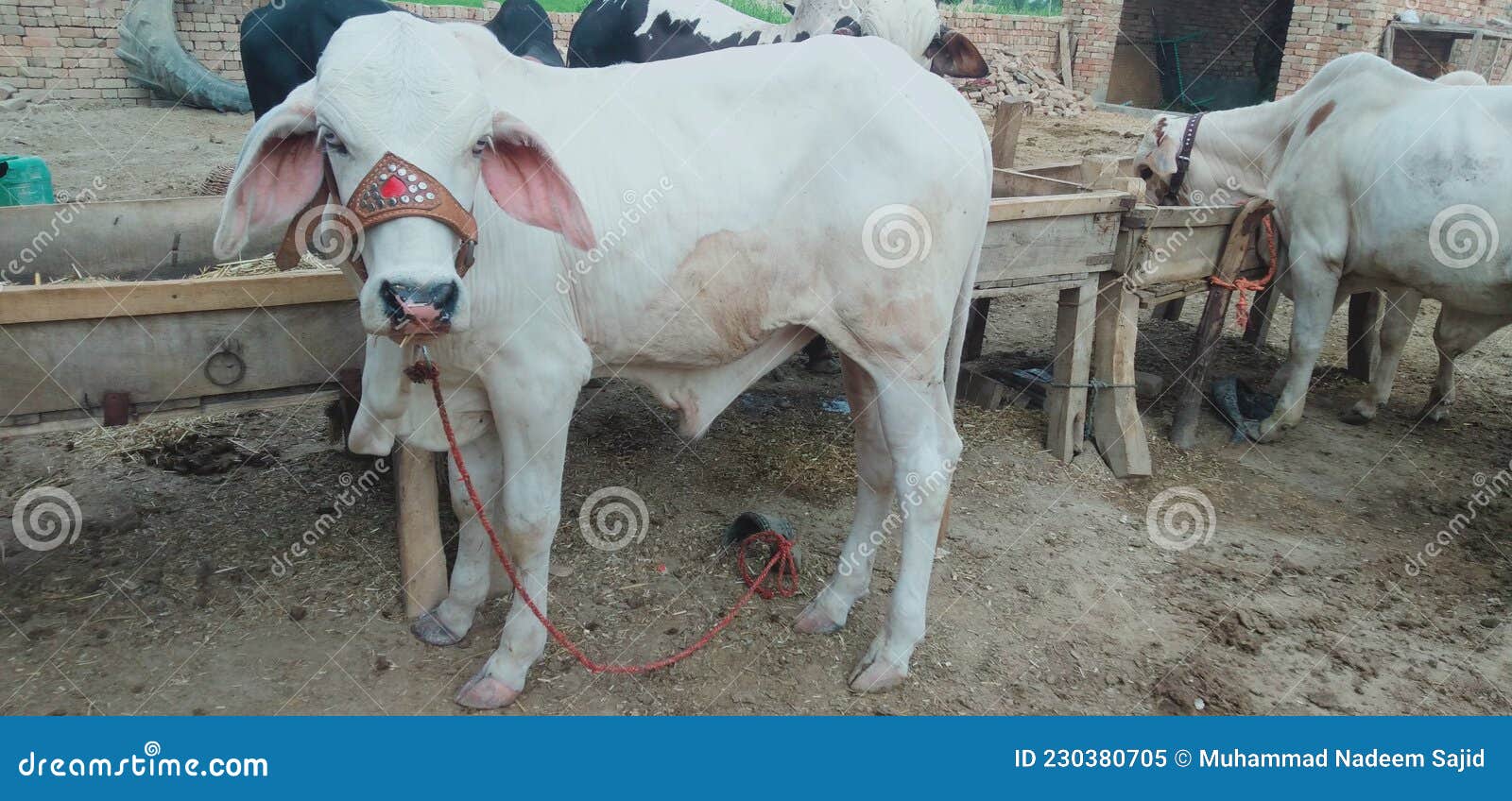 Beautiful Bull stock image. Image of punjab, beautiful - 230380705