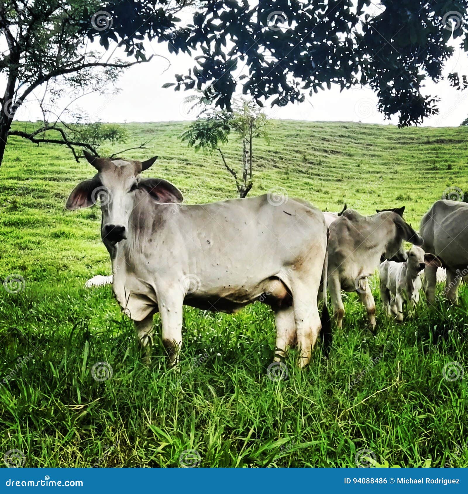 Beautiful bull stock photo. Image of bulls, clouds, beautiful - 94088486