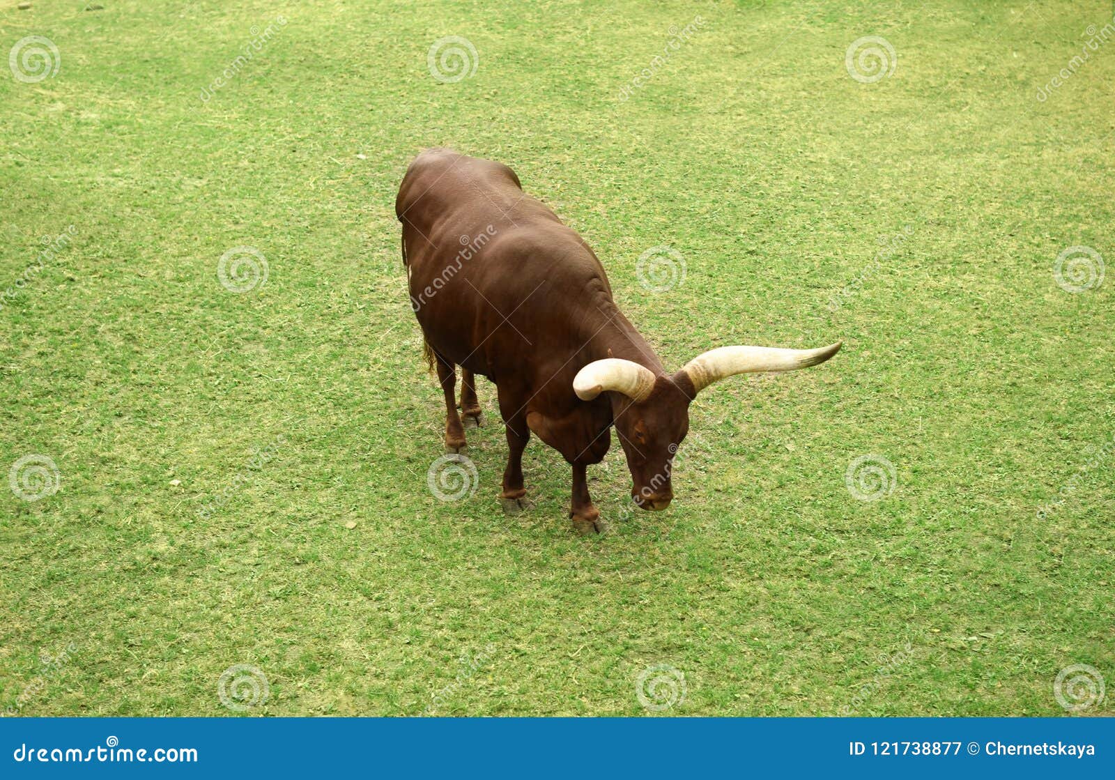 Beautiful Bull with Large Horns Stock Image - Image of public, captive ...