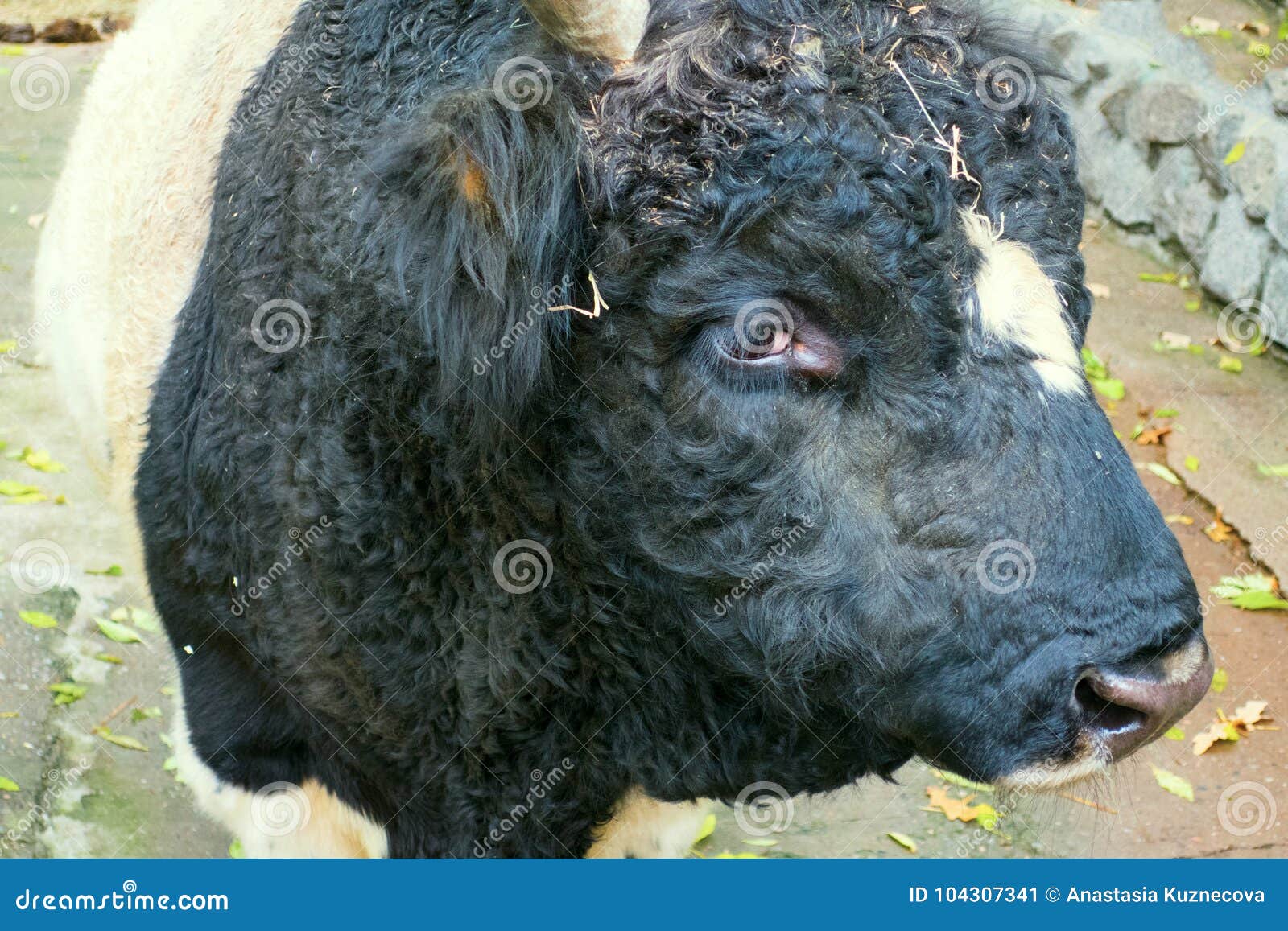 Beautiful bull muzzle stock image. Image of wild, farming - 104307341