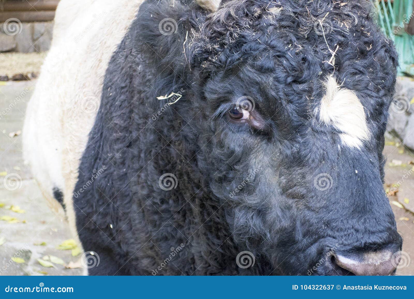 Beautiful bull muzzle stock image. Image of white, copy - 104322637