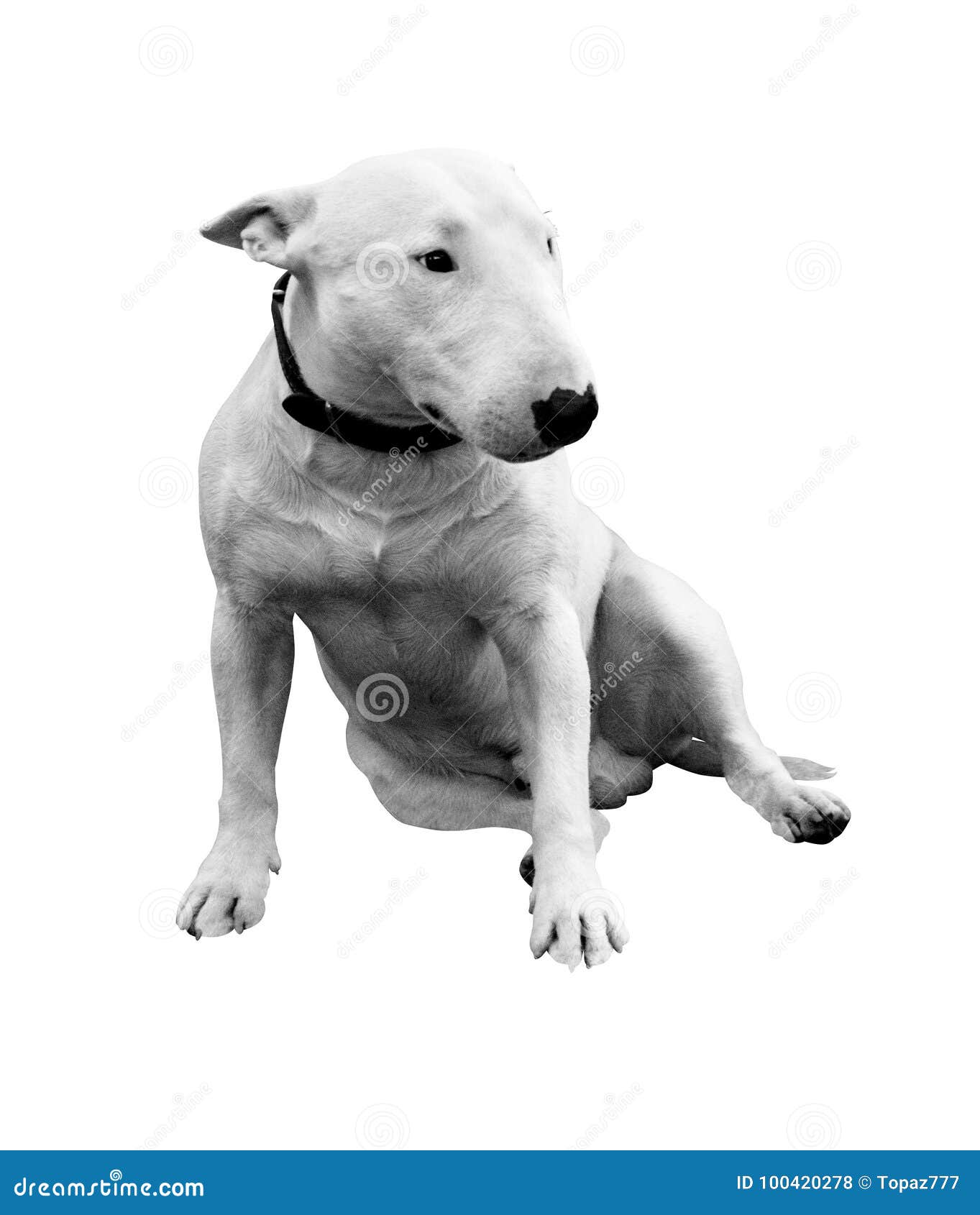 Big Beautiful Bull, Muzzle Close Up. Farm, Agricultural Business ...