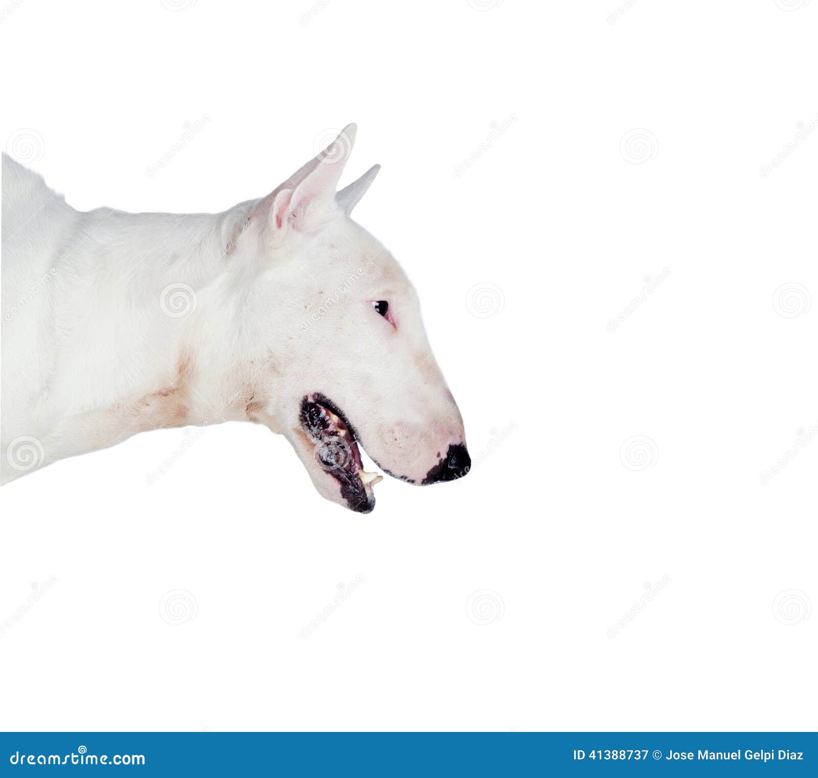 Big Beautiful Bull, Muzzle Close Up. Farm, Agricultural Business ...