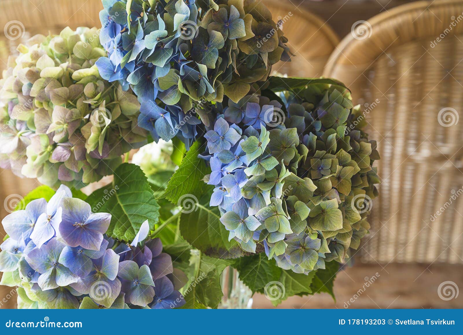 Beautiful Bunch of Blue Hydrangea Flowers Stock Image - Image of floral ...