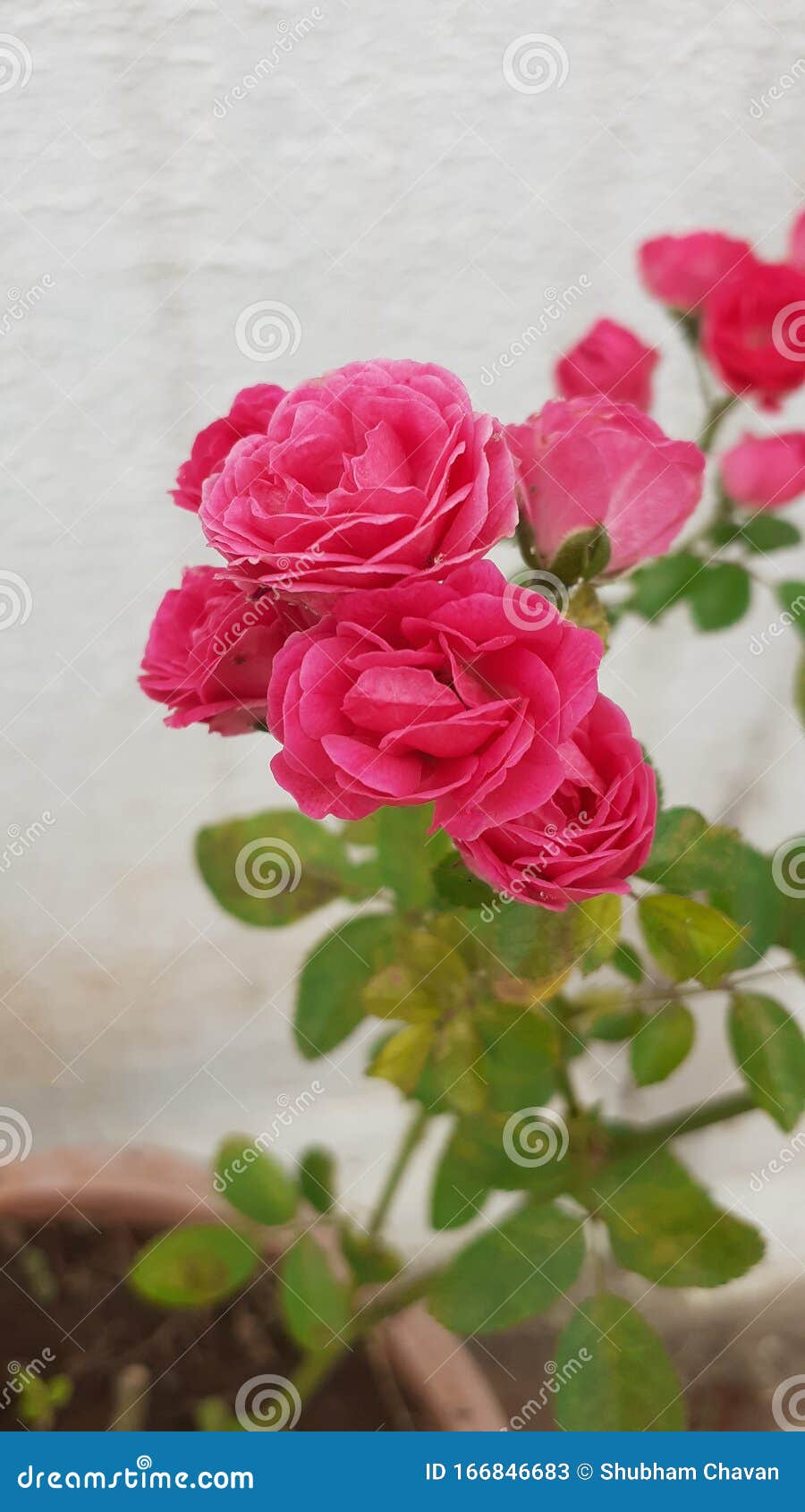 Beautiful Bunch of Button Roses in India Stock Image - Image of ...