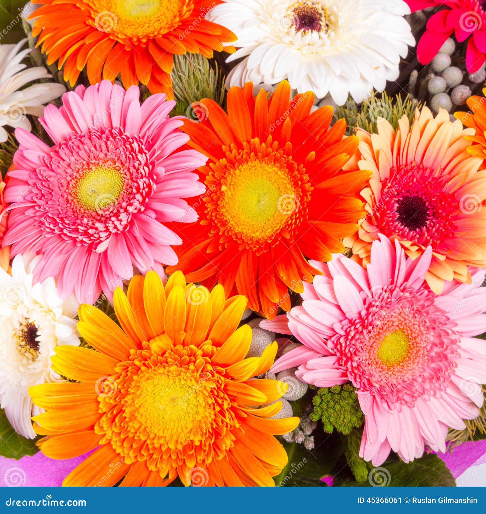 Beautiful Bunch of Gerberas Stock Image - Image of garden, flower: 45366061