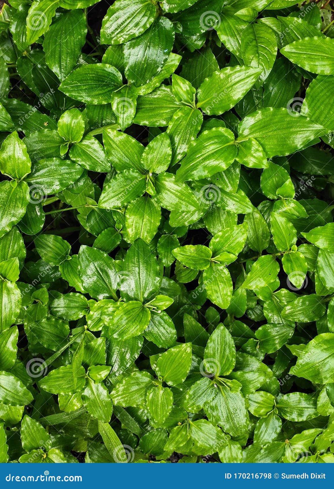 Beautiful bunch of leaves stock photo. Image of beautiful - 170216798