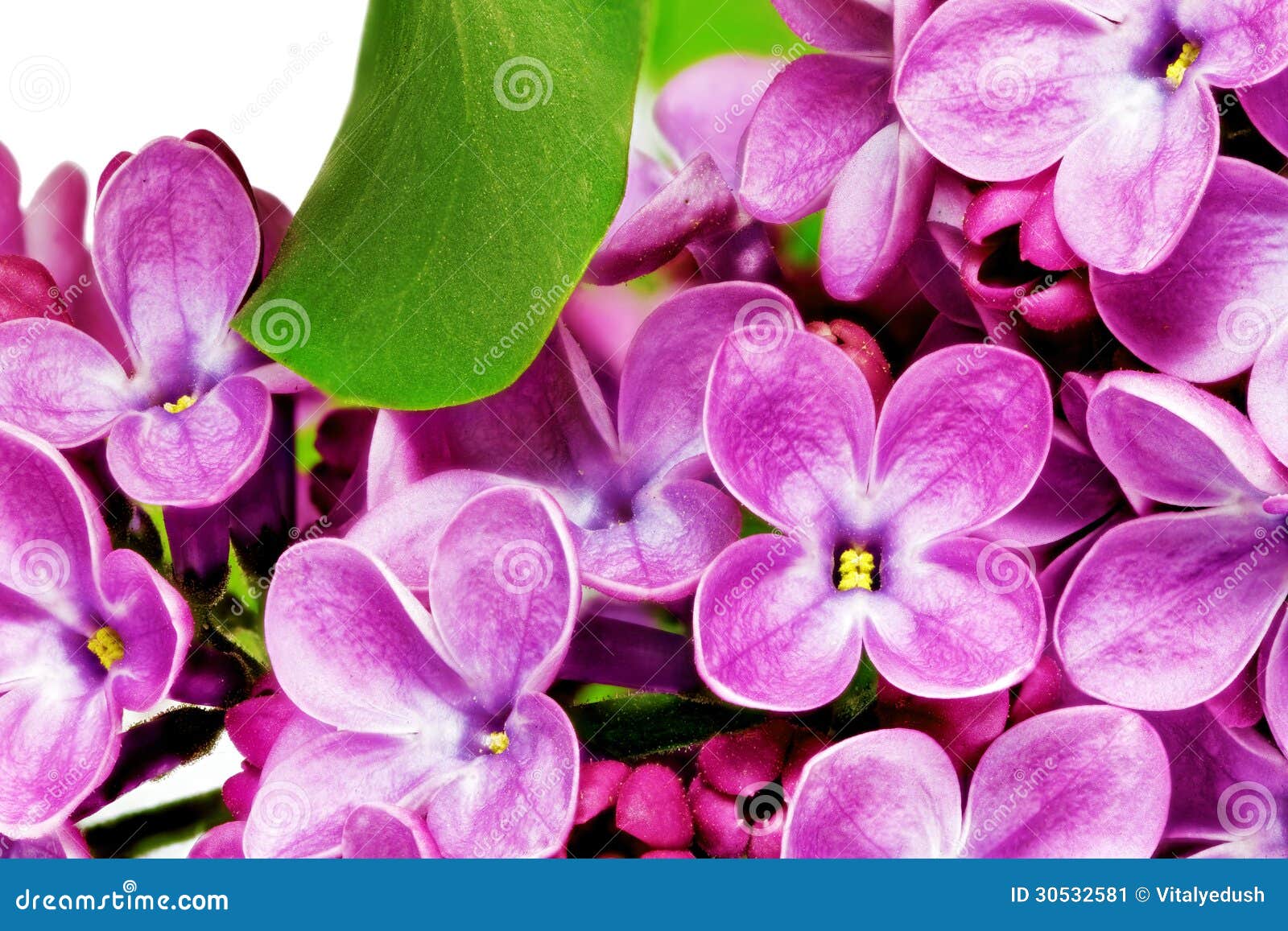 Beautiful Bunch of Lilac Close-up Stock Image - Image of flower, green ...
