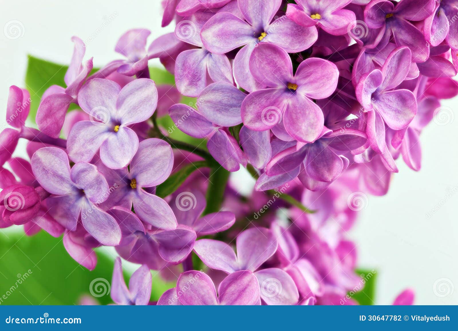 Beautiful Bunch of Lilac Close-up Stock Photo - Image of plant, bush ...