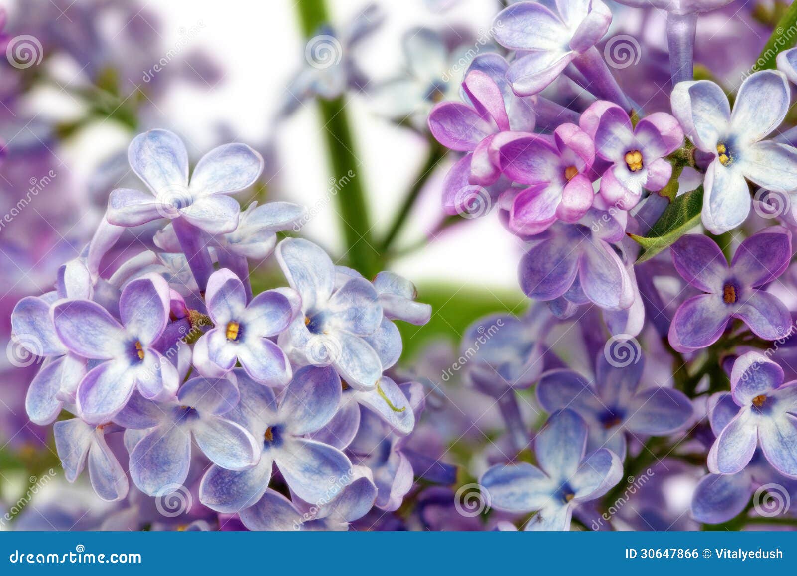 Beautiful Bunch of Lilac stock photo. Image of beautiful - 30647866