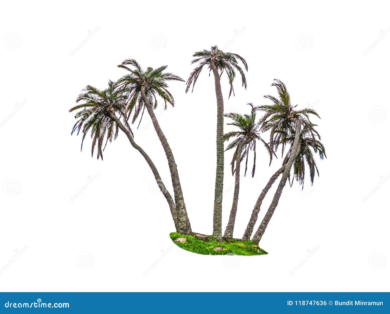 A Bunch Of Palm Tree Isolated On White Background. Stock Photo - Image ... A Bunch Of Palm Tree Isolated On White Background. Stock Photo - Image ...