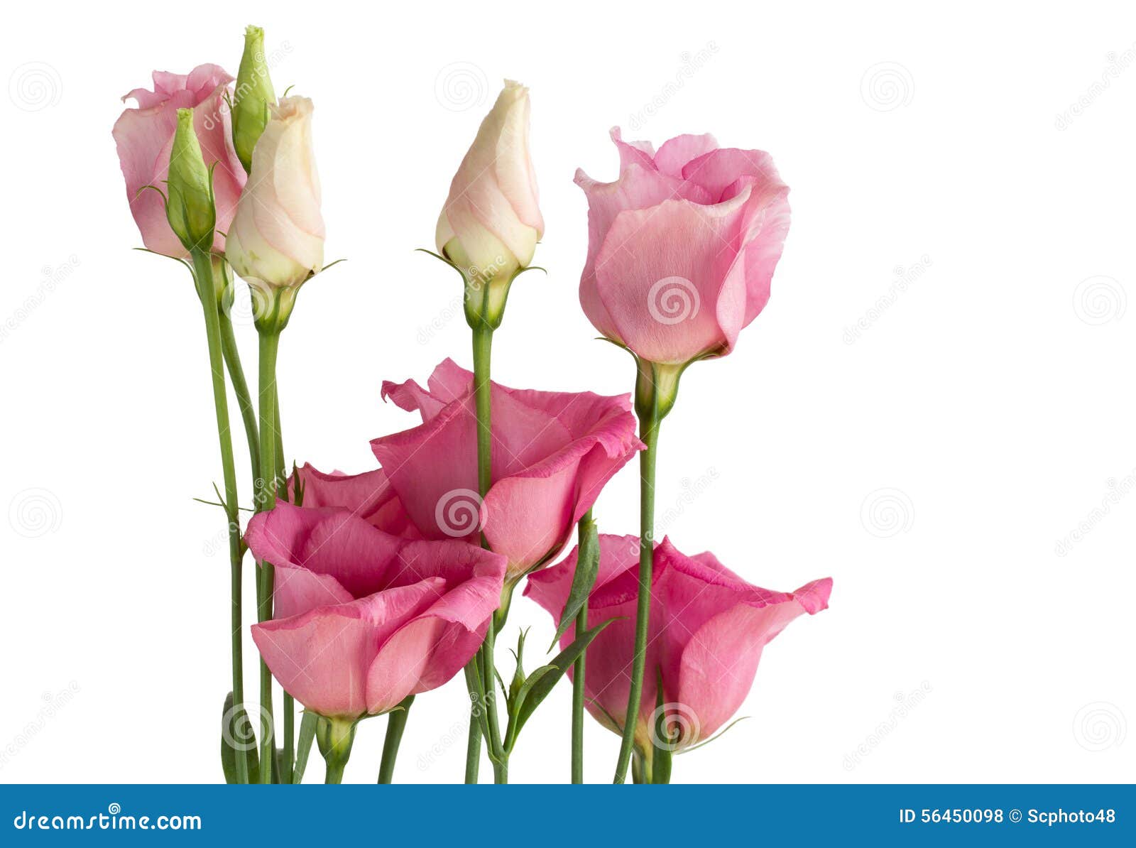 Beautiful Bunch of Pink Lisianthus Flowers Stock Photo - Image of ...