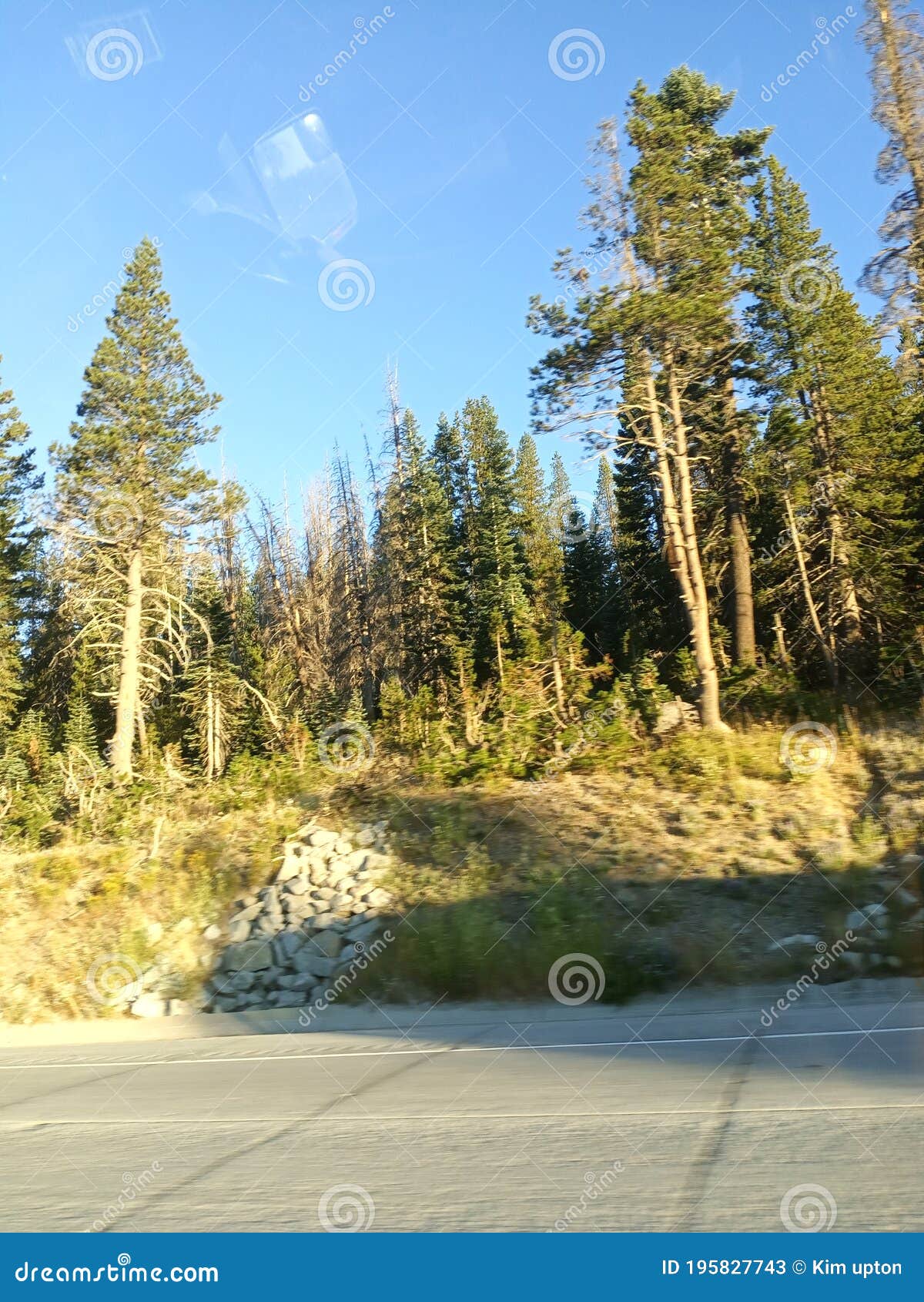 Beautiful bunch of trees stock image. Image of mountain - 195827743