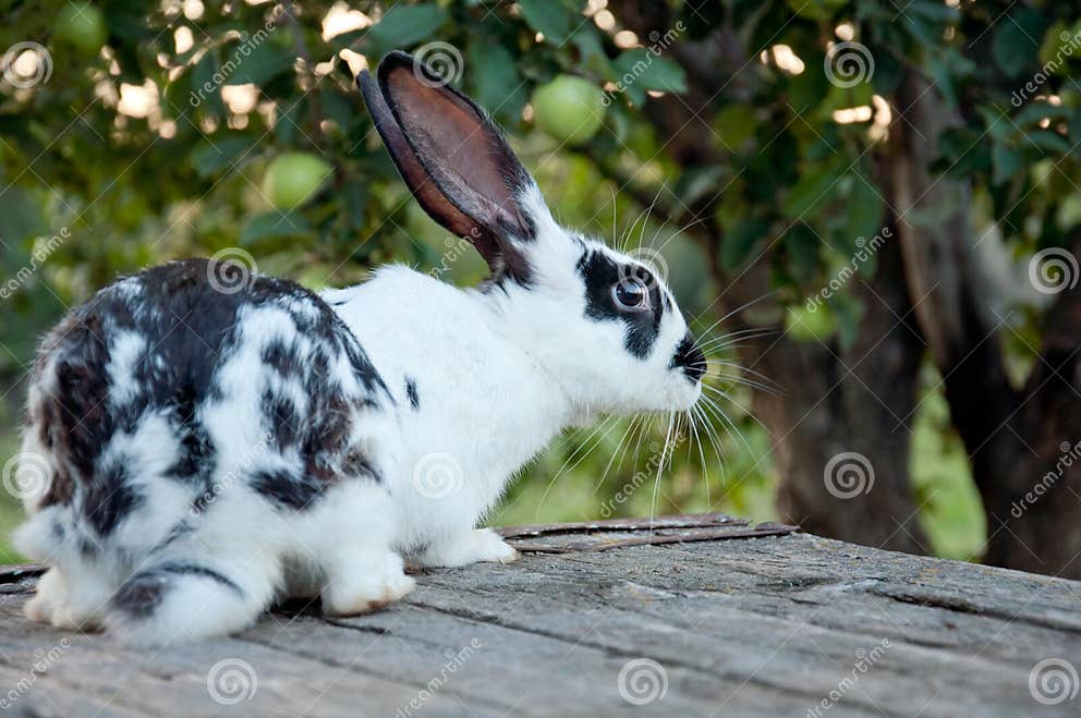 Beautiful Bunny with Big Ears Stock Photo - Image of rabbit, funny ...