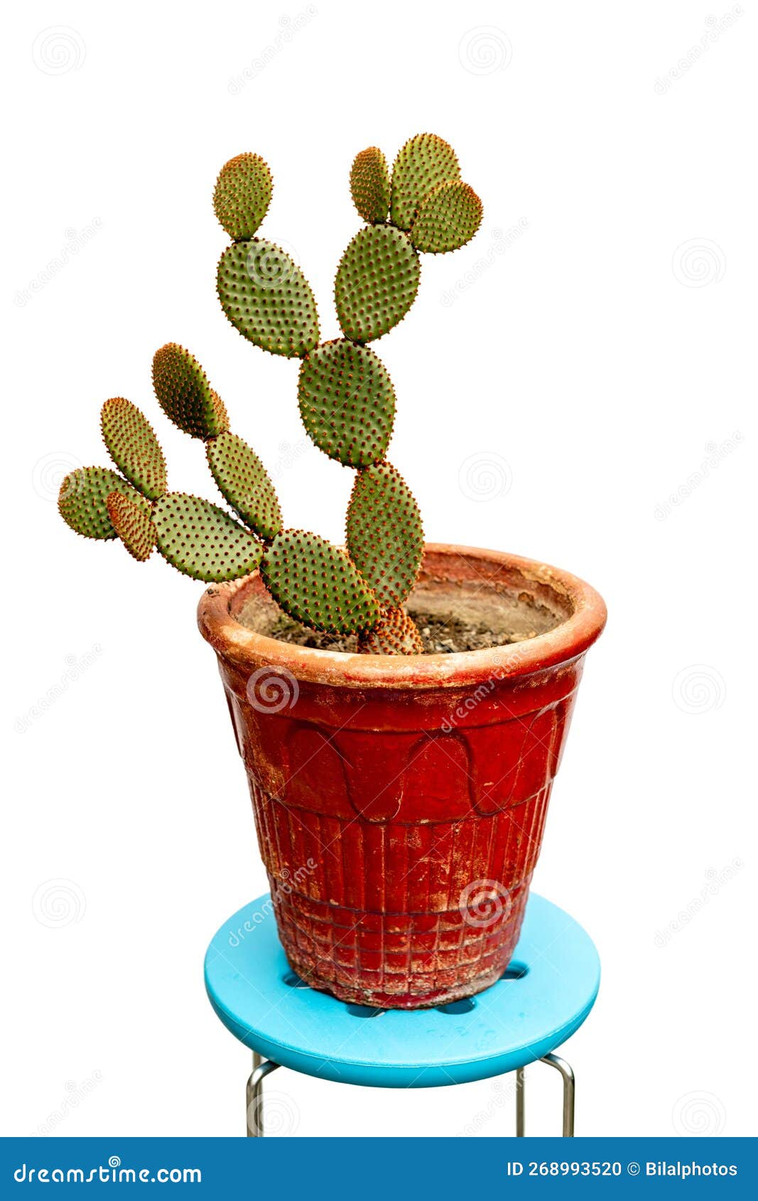 Beautiful Bunny Ears Cactus in Red Pot Stock Photo - Image of opuntia ...
