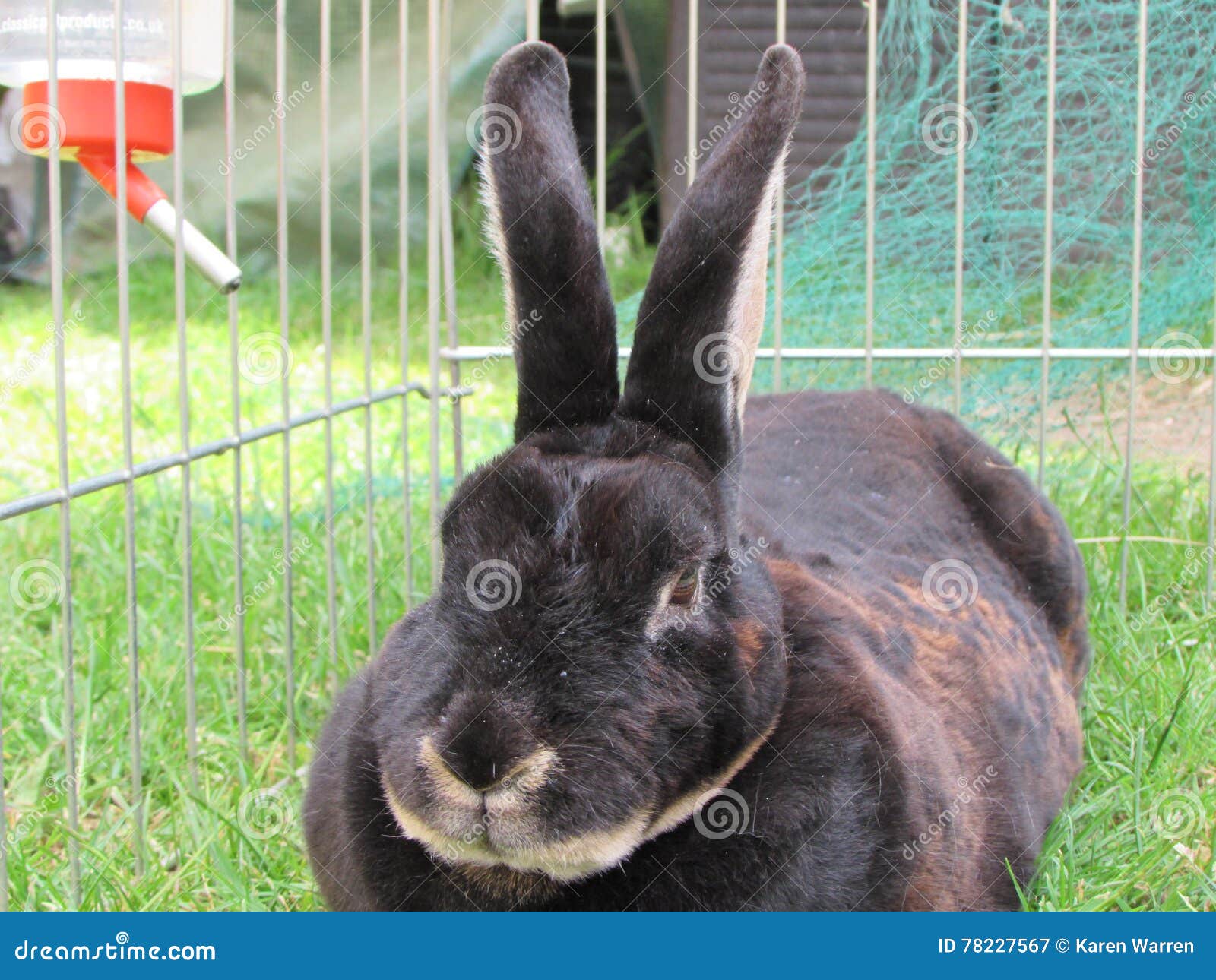 Beautiful bunny stock image. Image of bunny, animal, green - 78227567