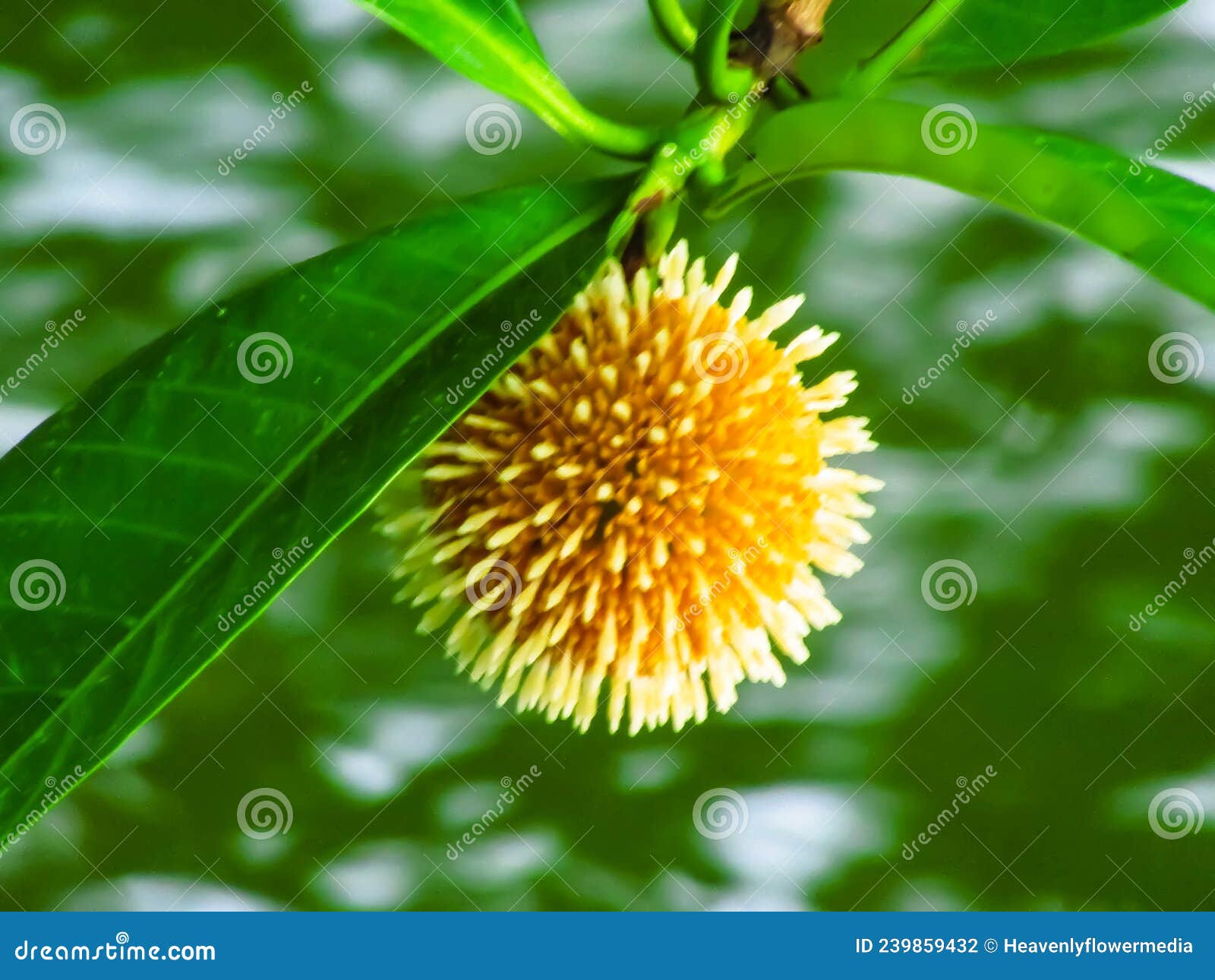Beautiful Bur Flower Over the River Stock Photo - Image of river, rive ...