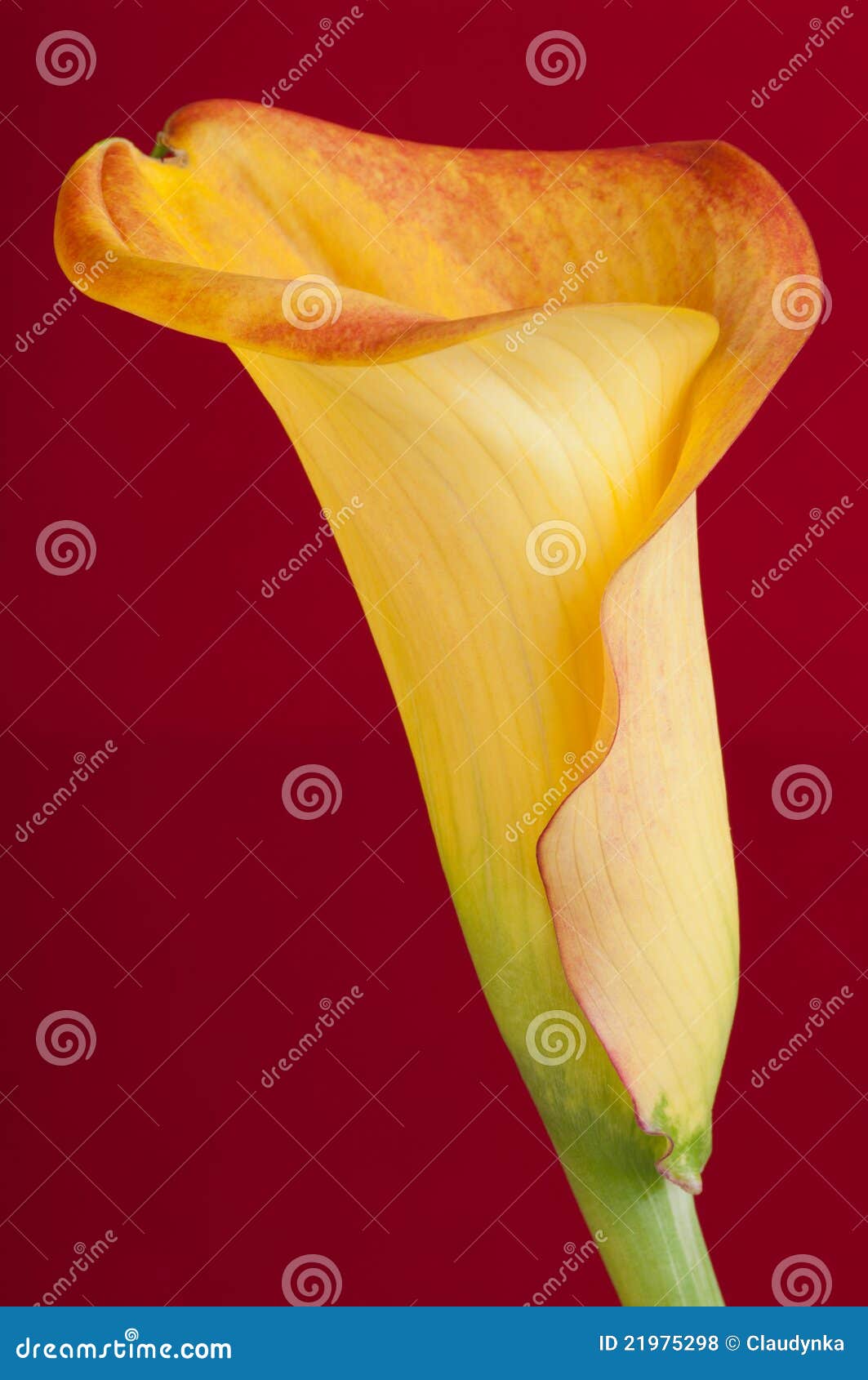 Beautiful Burgundy Calla In The Background. Stock Photo - Image of ...