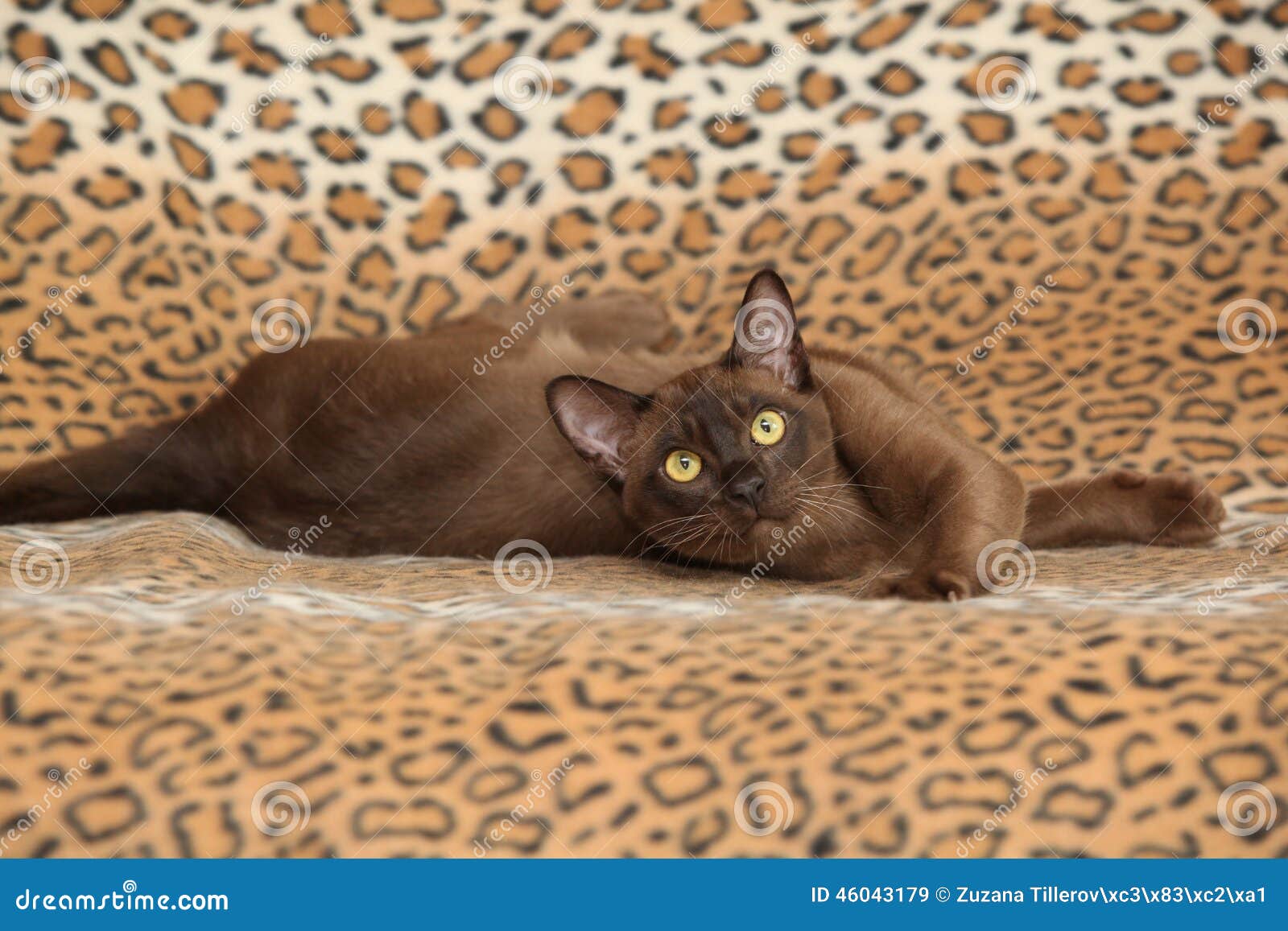 Burmese Cat Royalty-Free Stock Photography | CartoonDealer.com #12932963