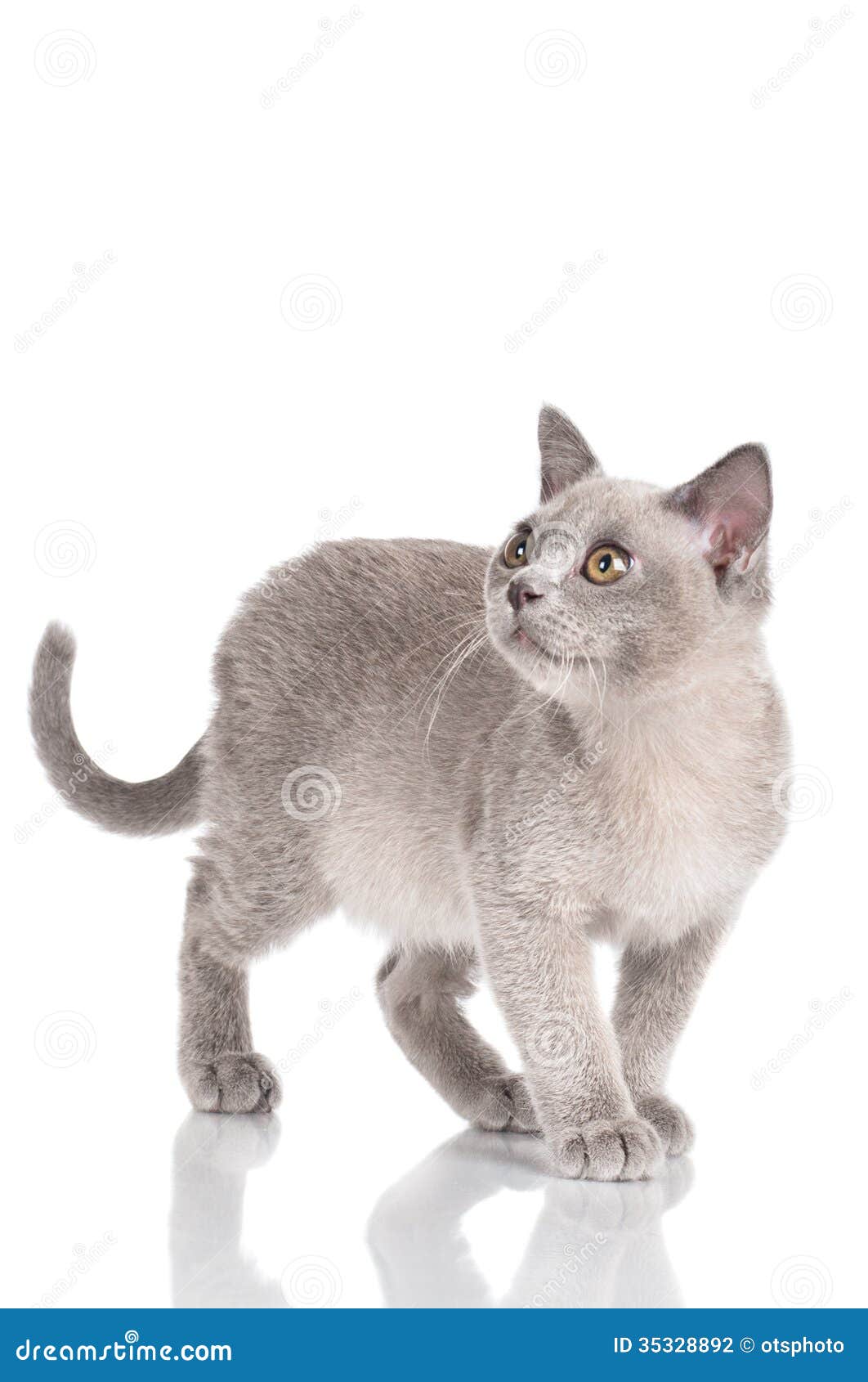 Beautiful burmese kitten stock photo. Image of breed - 35328892