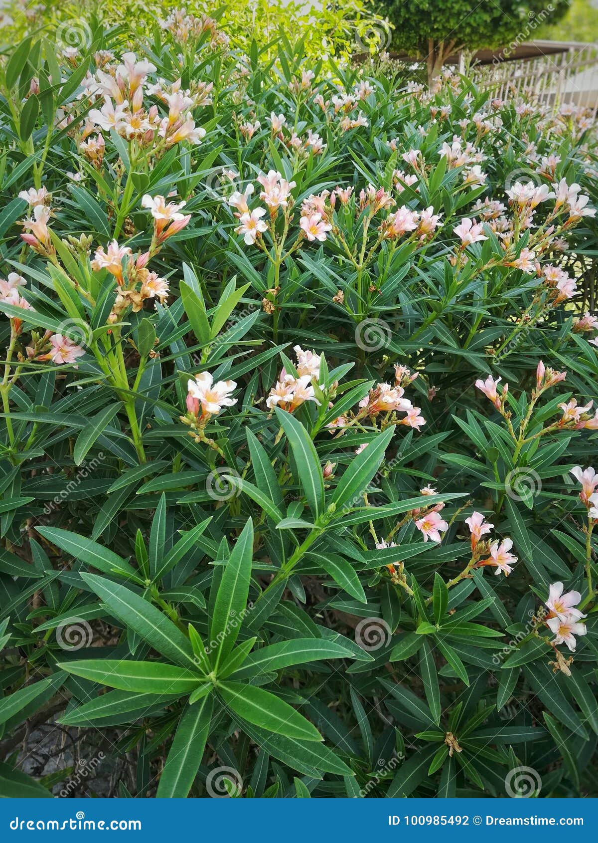 Beautiful bush stock photo. Image of flower, fertilizer - 100985492
