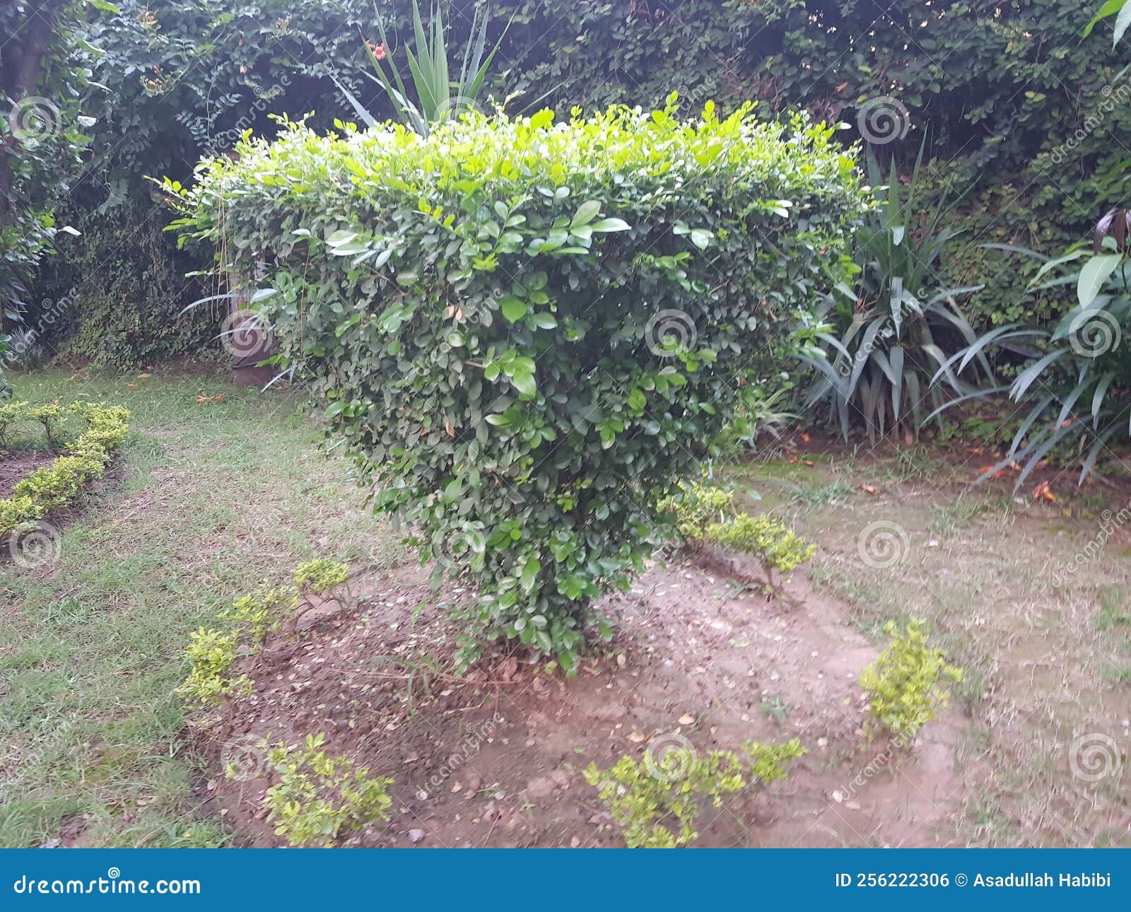 Beautiful bush cutted stock photo. Image of plantation - 256222306