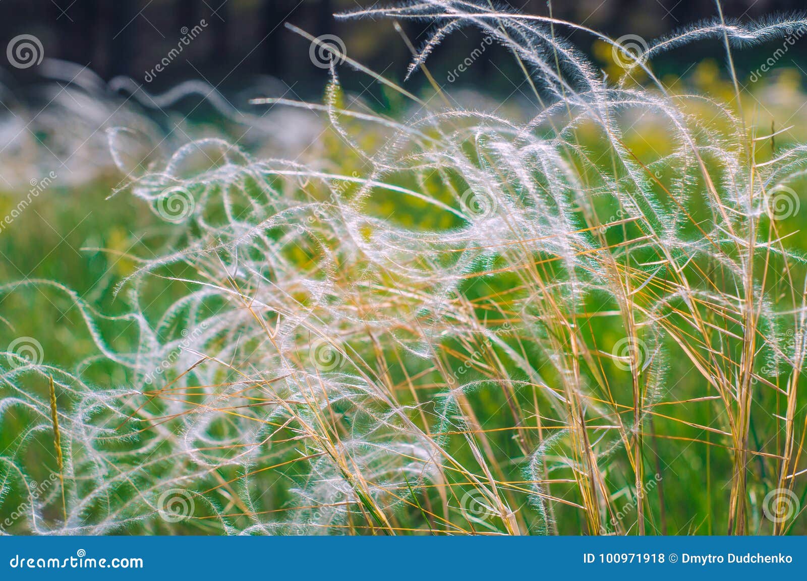 Beautiful Bush Feather Grass Stock Photo - Image of mexican, bloom ...