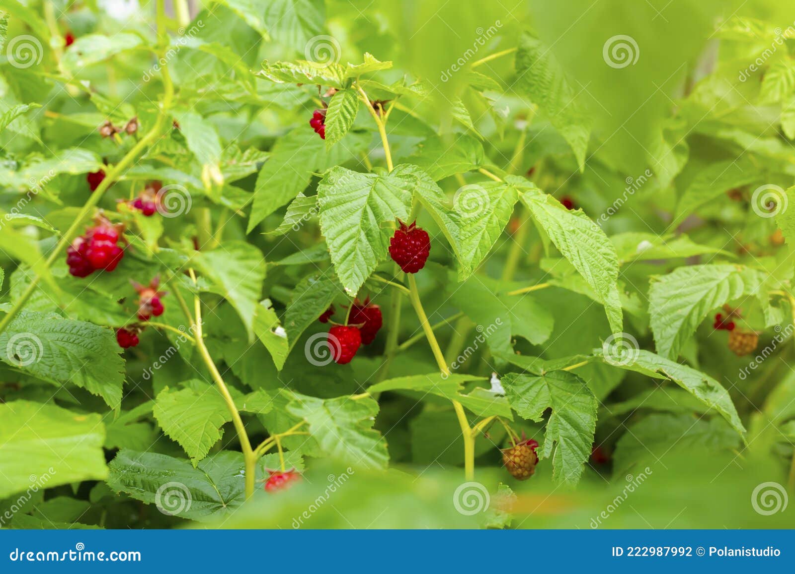 A Beautiful Bush of Juicy and Ripe Raspberries Stock Photo - Image of ...