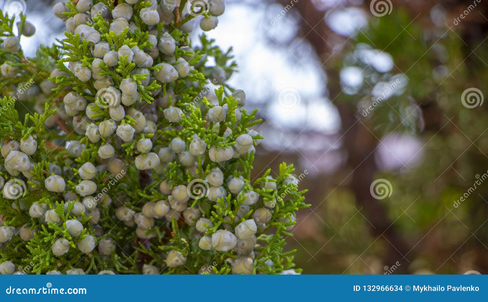 Beautiful Bush of a Juniper with Berries Stock Photo - Image of ...