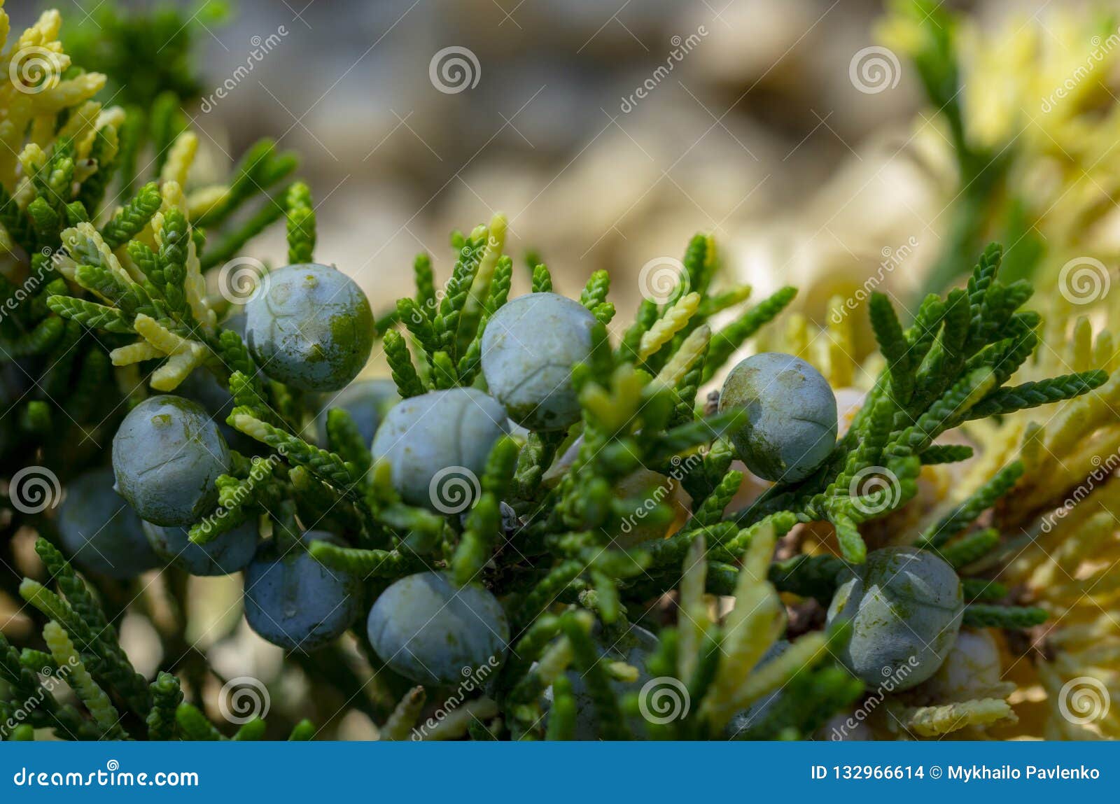 Beautiful Bush of a Juniper with Berries Stock Photo - Image of ...
