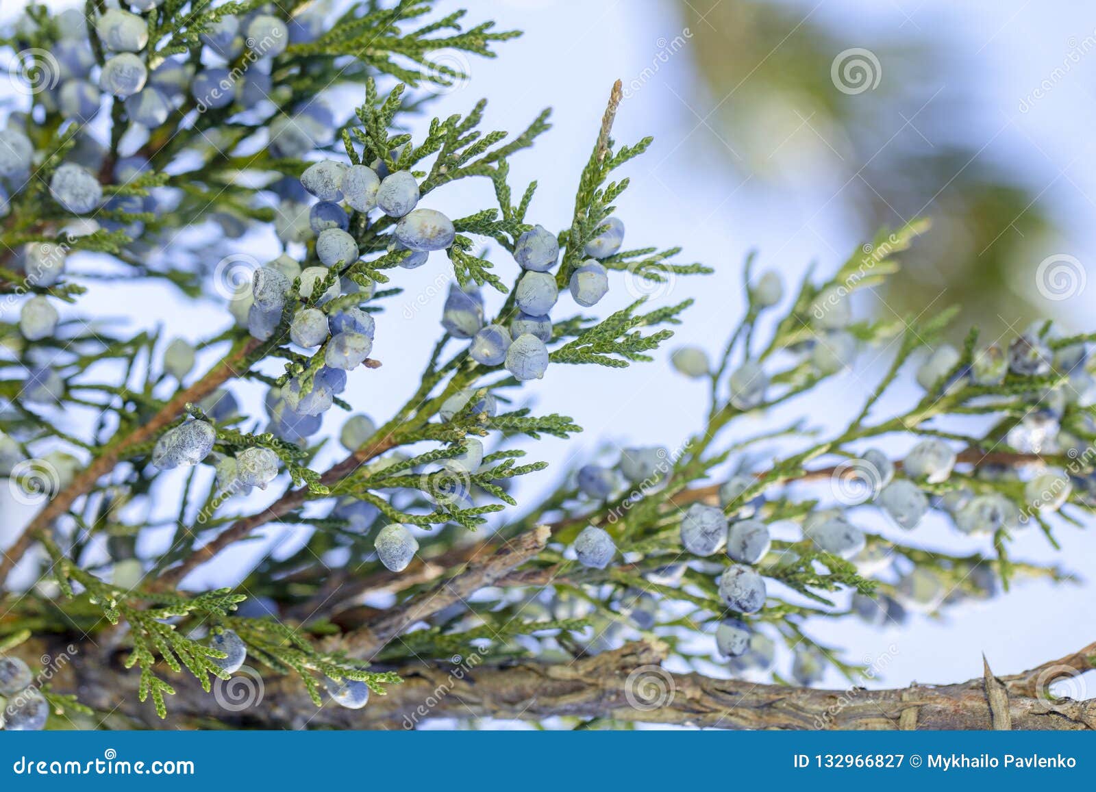 Beautiful Bush of a Juniper with Berries Stock Image - Image of macro ...