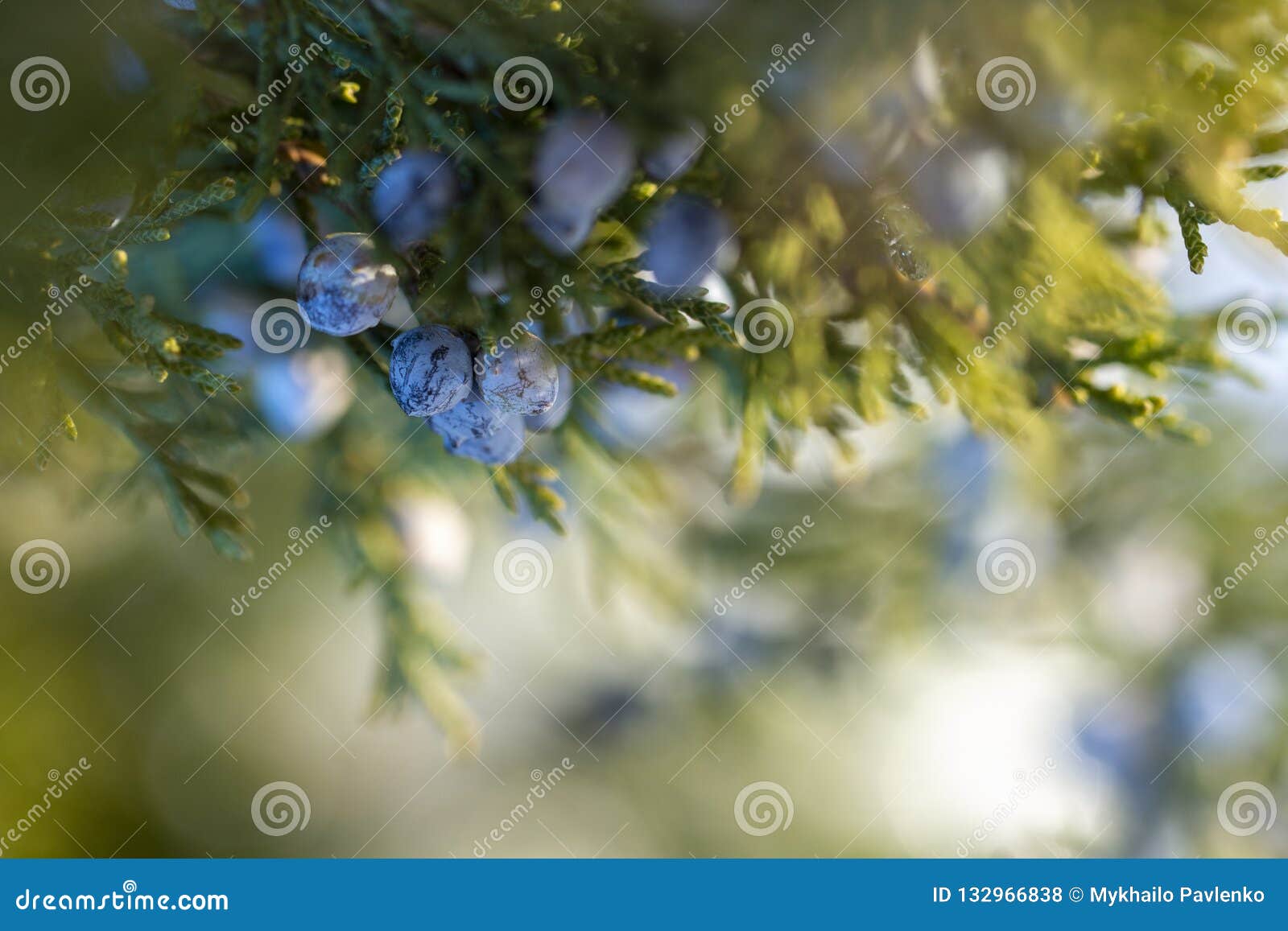 Beautiful Bush of a Juniper with Berries Stock Photo - Image of view ...