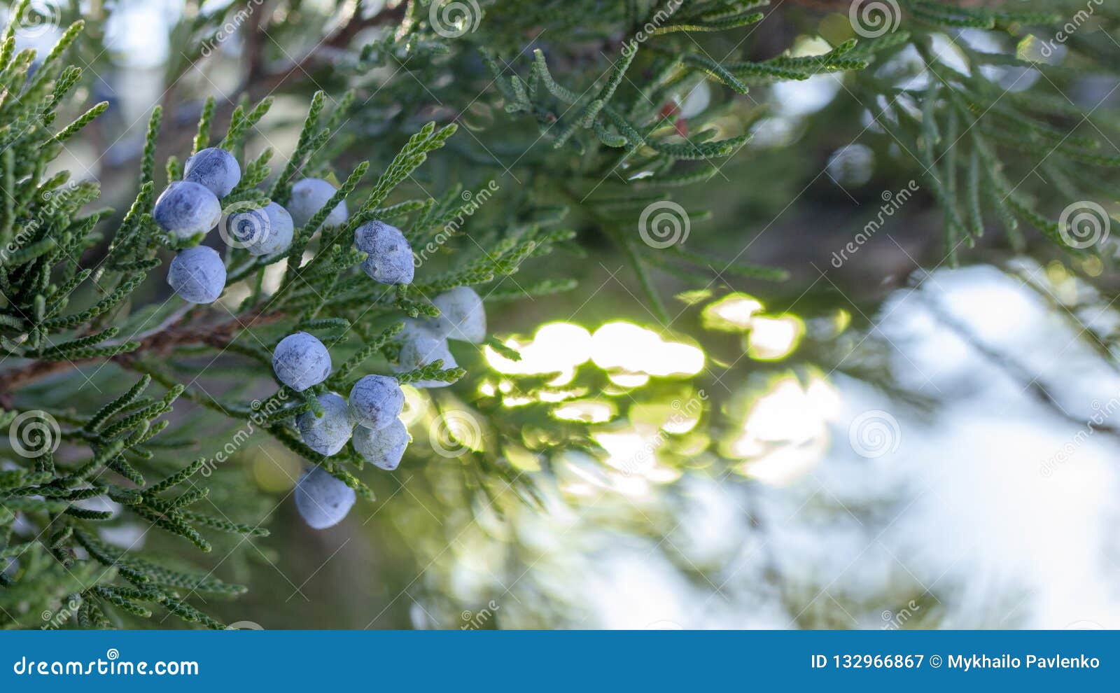 Beautiful Bush of a Juniper with Berries Stock Image - Image of blue ...