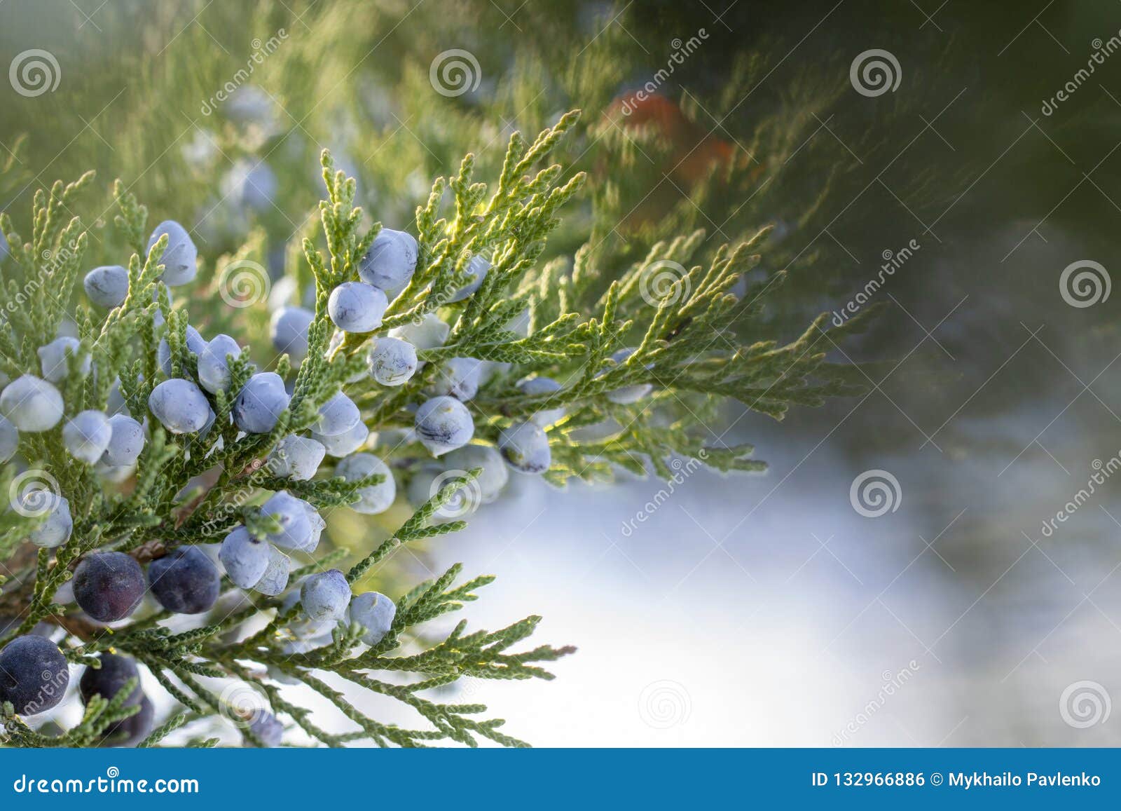 Beautiful Bush of a Juniper with Berries Stock Photo - Image of purple ...