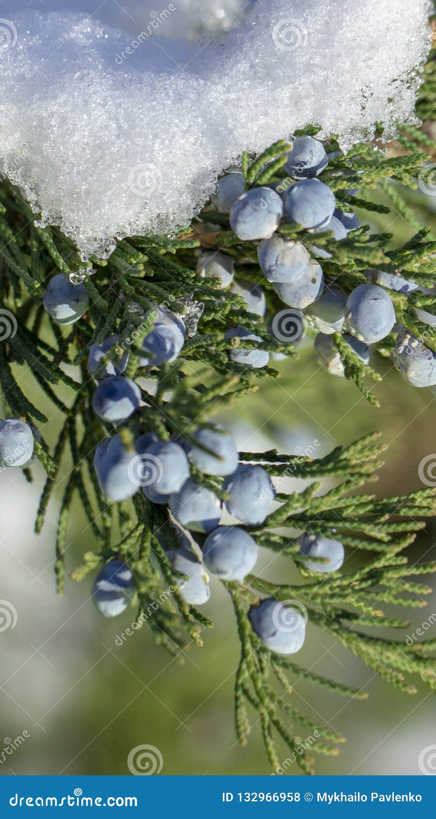 Beautiful Bush of a Juniper with Berries Stock Photo - Image of berries ...