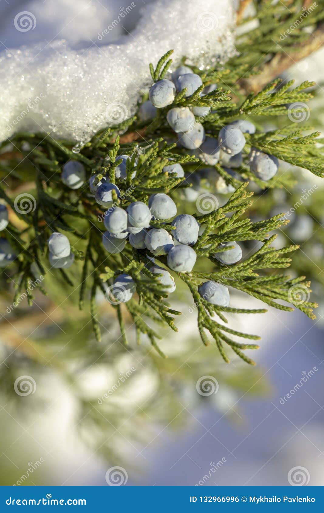 Beautiful Bush of a Juniper with Berries Stock Photo - Image of ...