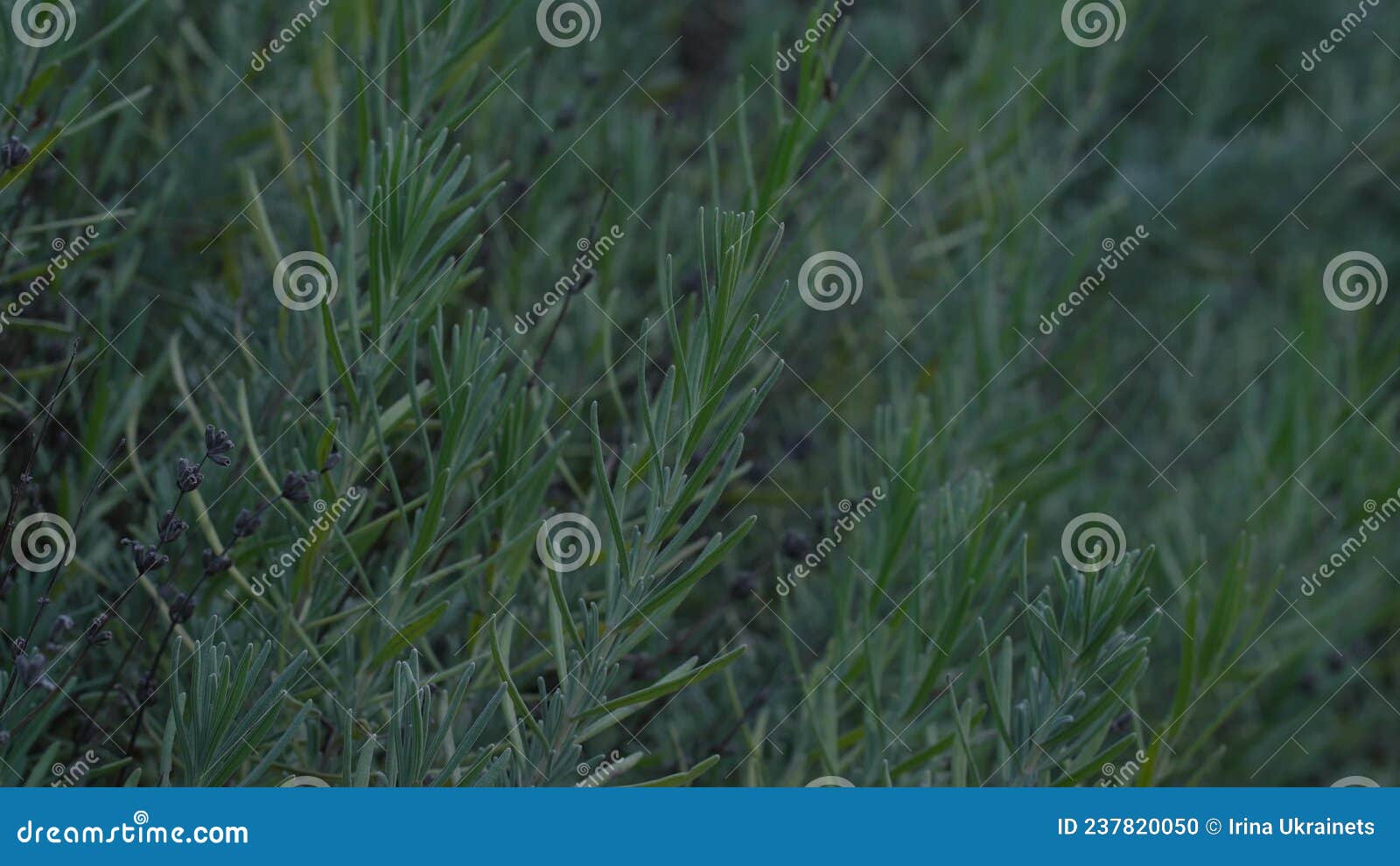 Beautiful Bush. a Juniper Swaying in the Wind Stock Footage - Video of ...