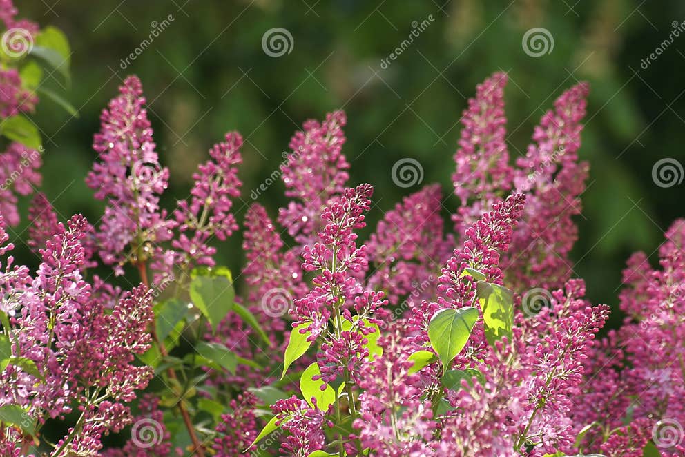 Beautiful Bush of Lilac in Spr Stock Image - Image of aroma, leaf: 3113765