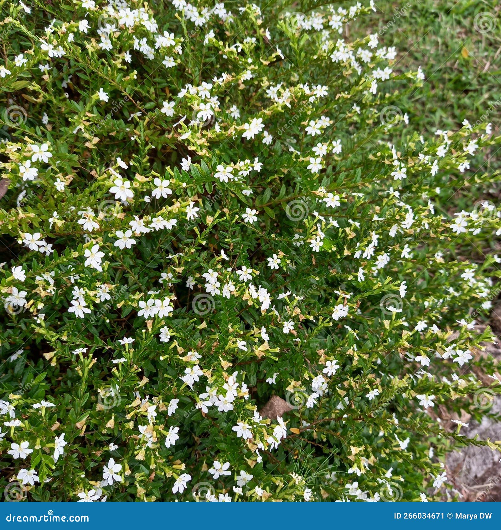 Beautiful bush plant stock image. Image of evergreen - 266034671